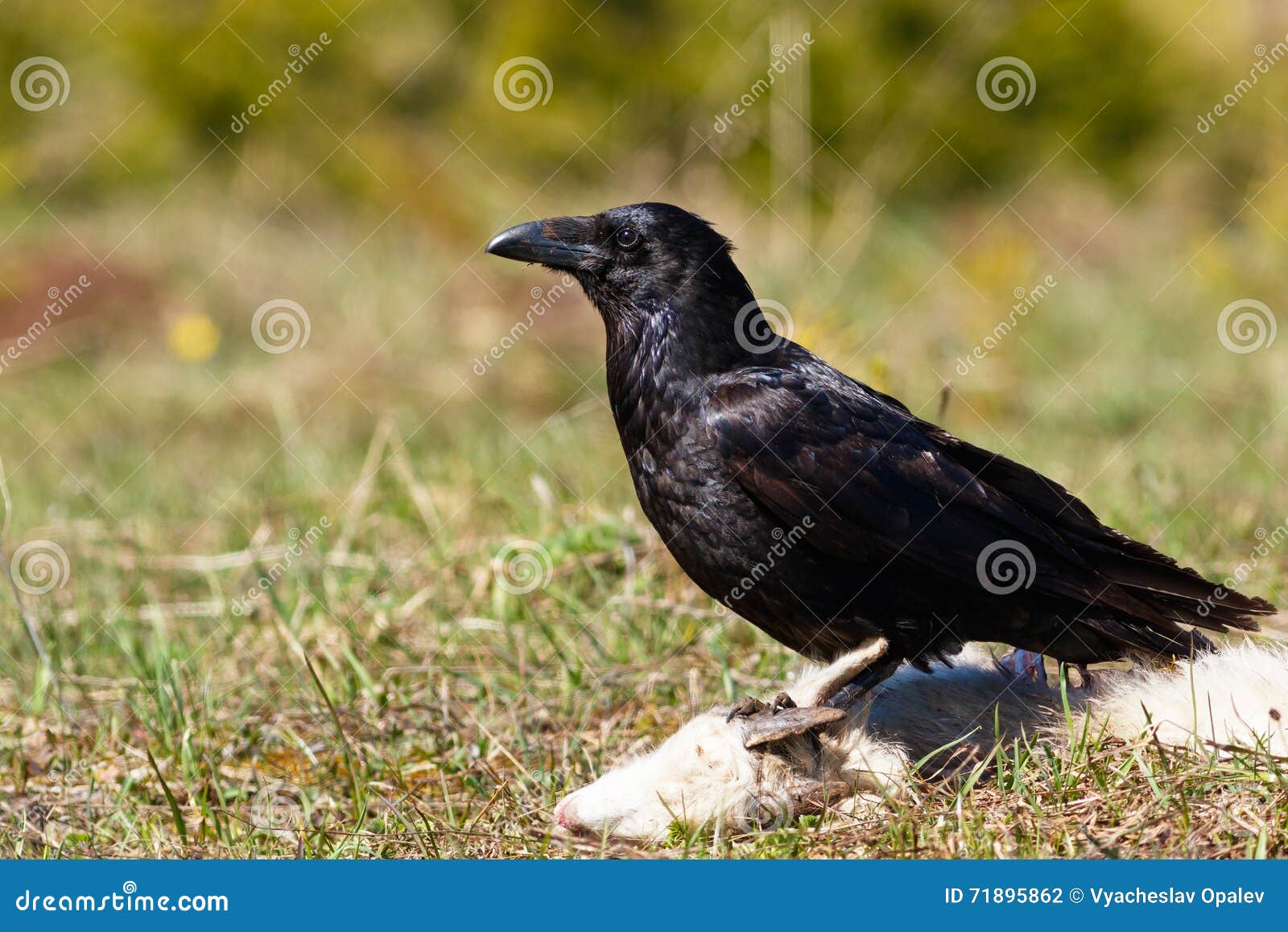 Raven Eating A Corpse Of A Roadkill Bird, Standing On A Busy Public ...