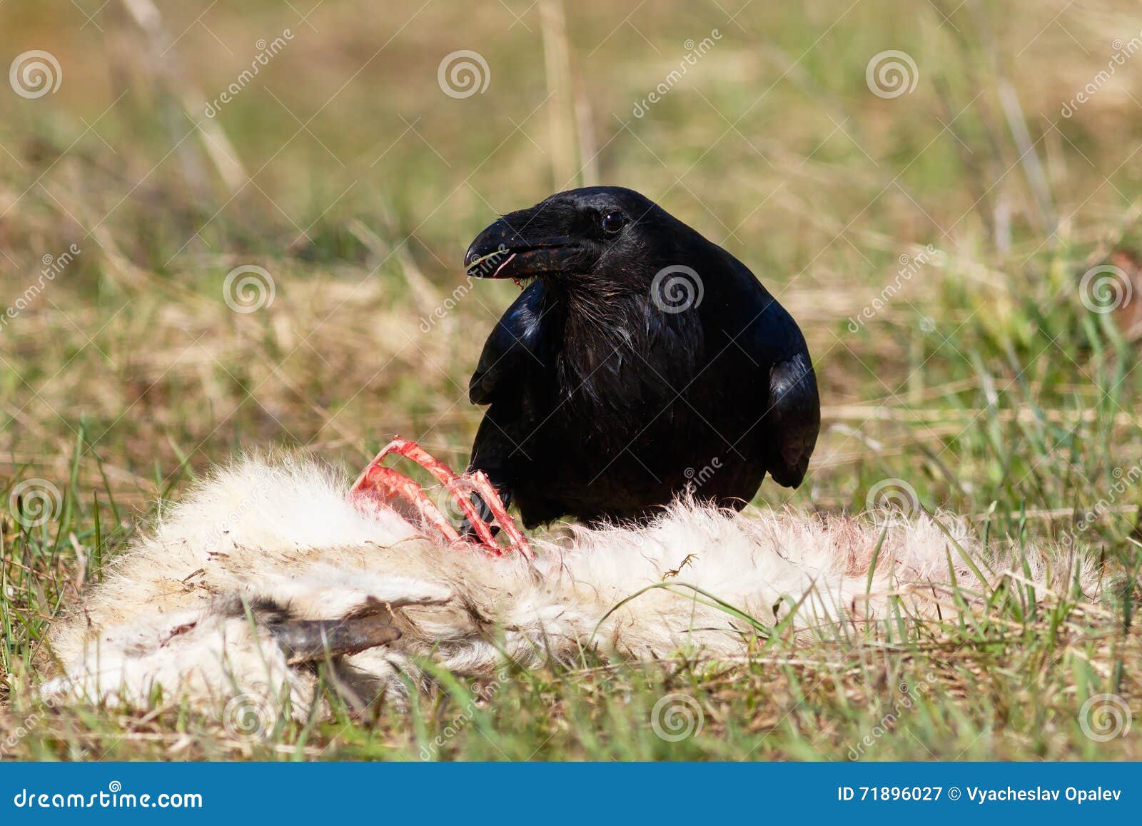 Raven Eating A Corpse Of A Roadkill Bird, Standing On A Busy Public ...