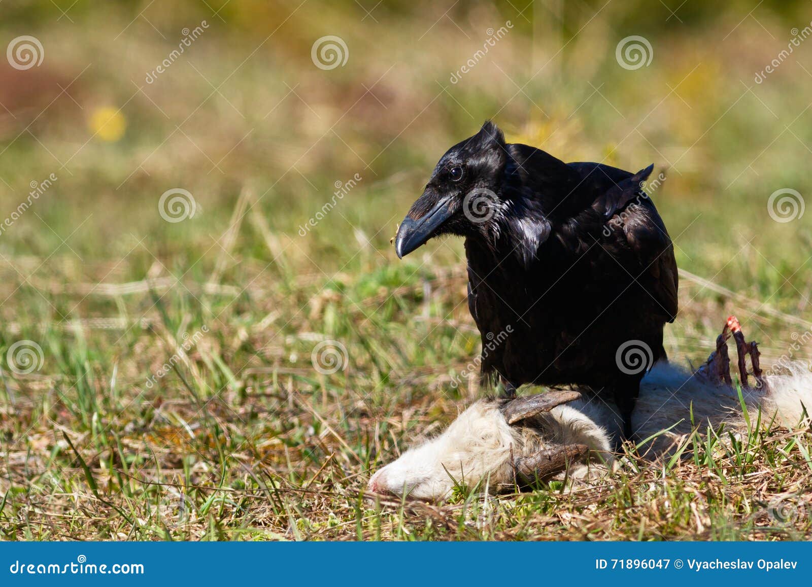 Raven Eating A Corpse Of A Roadkill Bird, Standing On A Busy Public ...