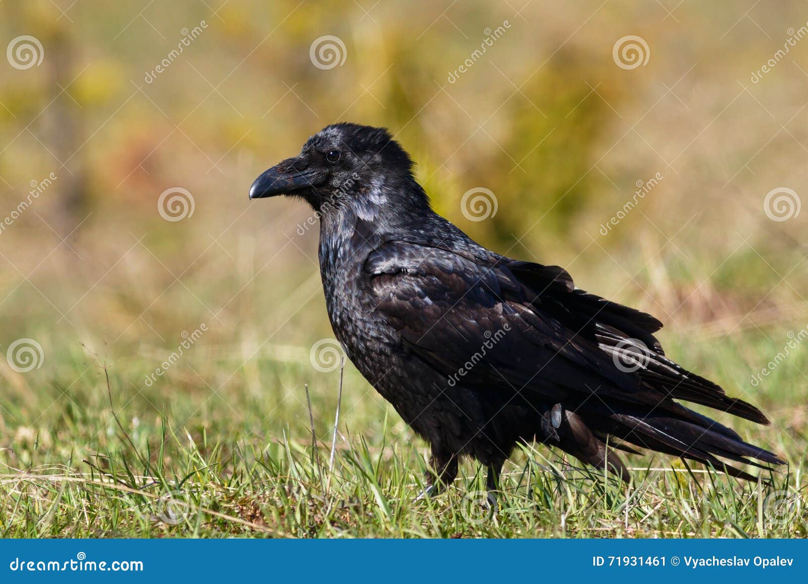 Raven eating his prey stock image. Image of black, nature - 71931461