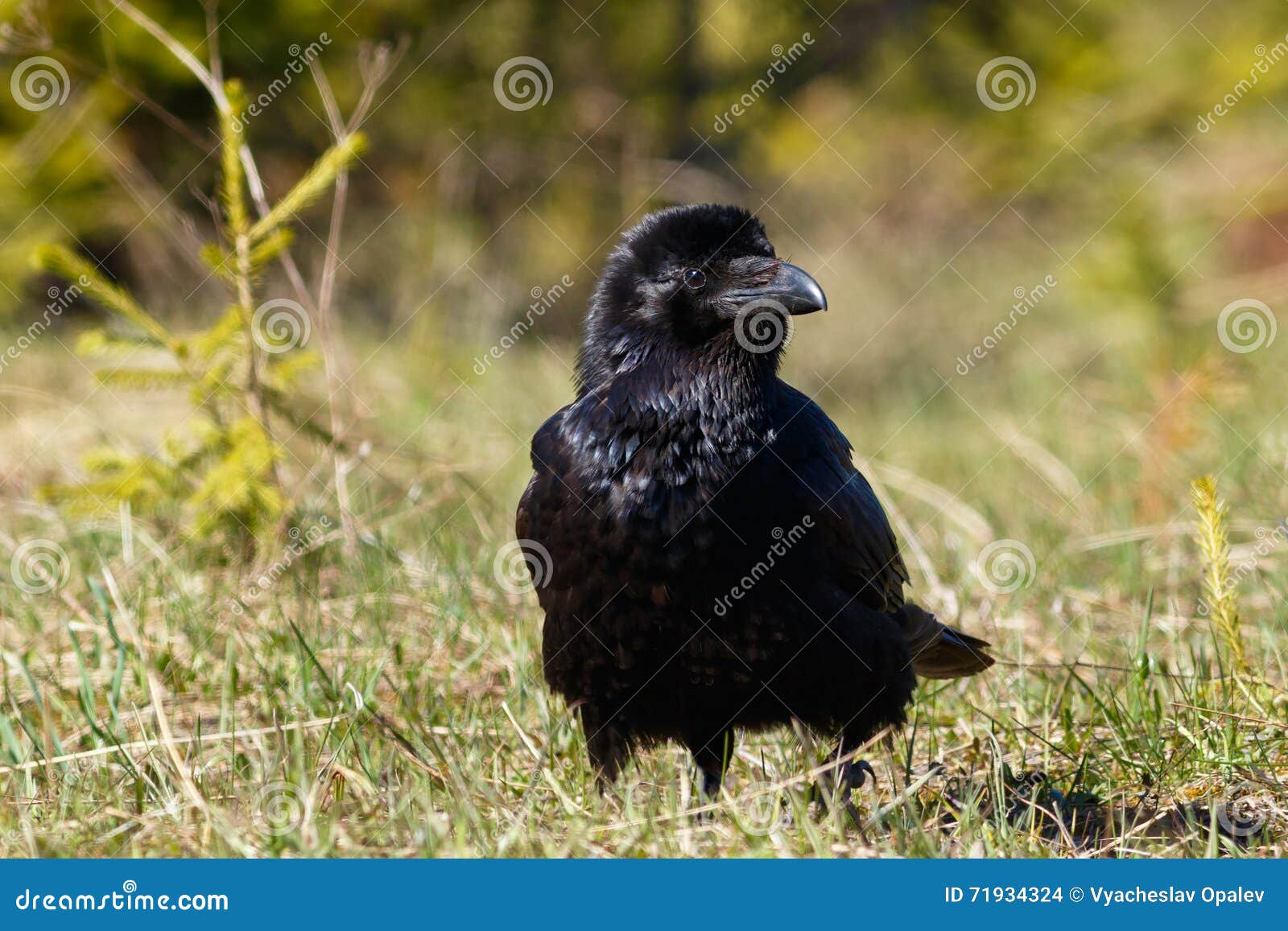 Raven Eating A Corpse Of A Roadkill Bird, Standing On A Busy Public ...