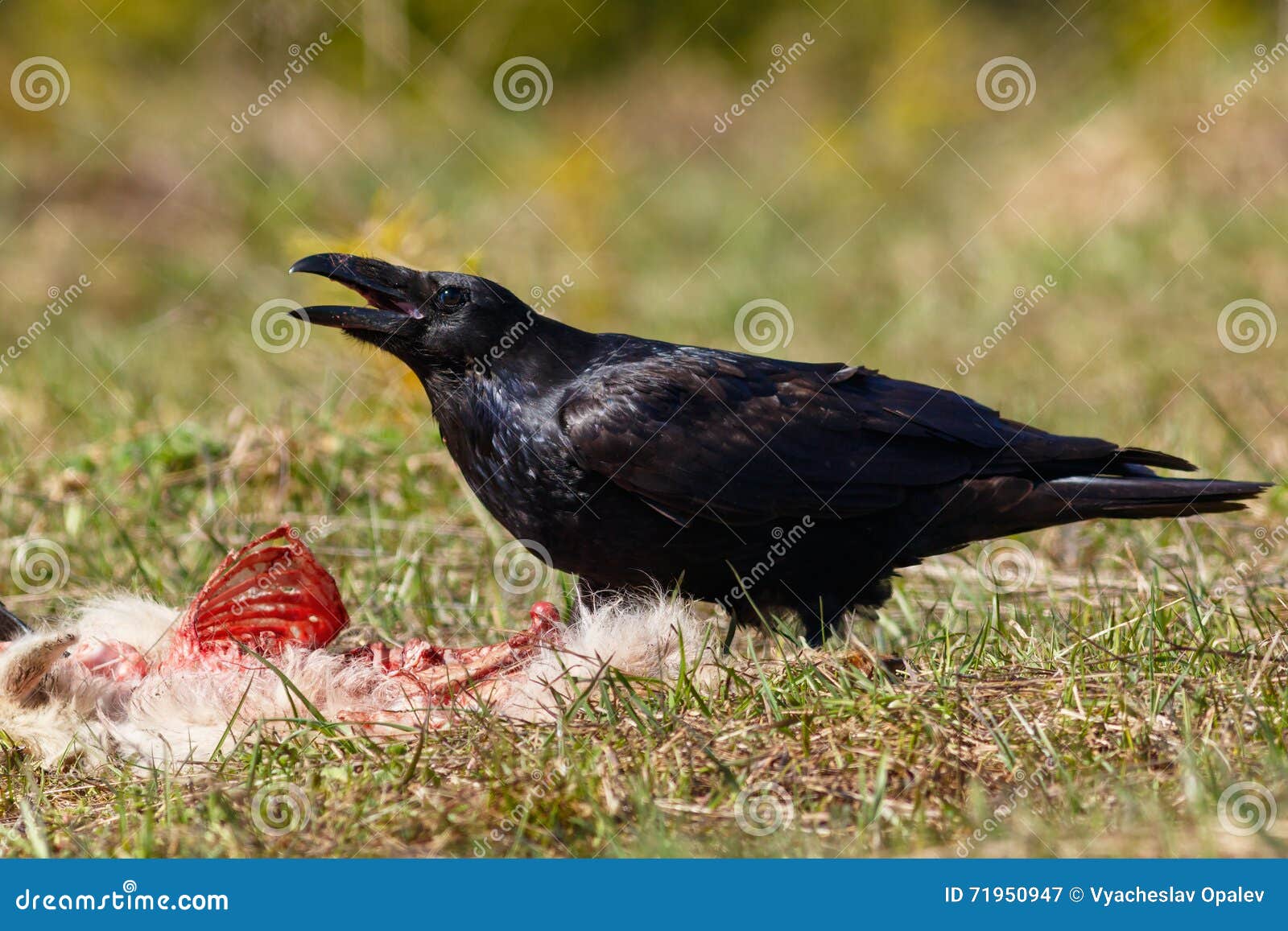 Raven eating his prey stock image. Image of nature, fins - 71950947