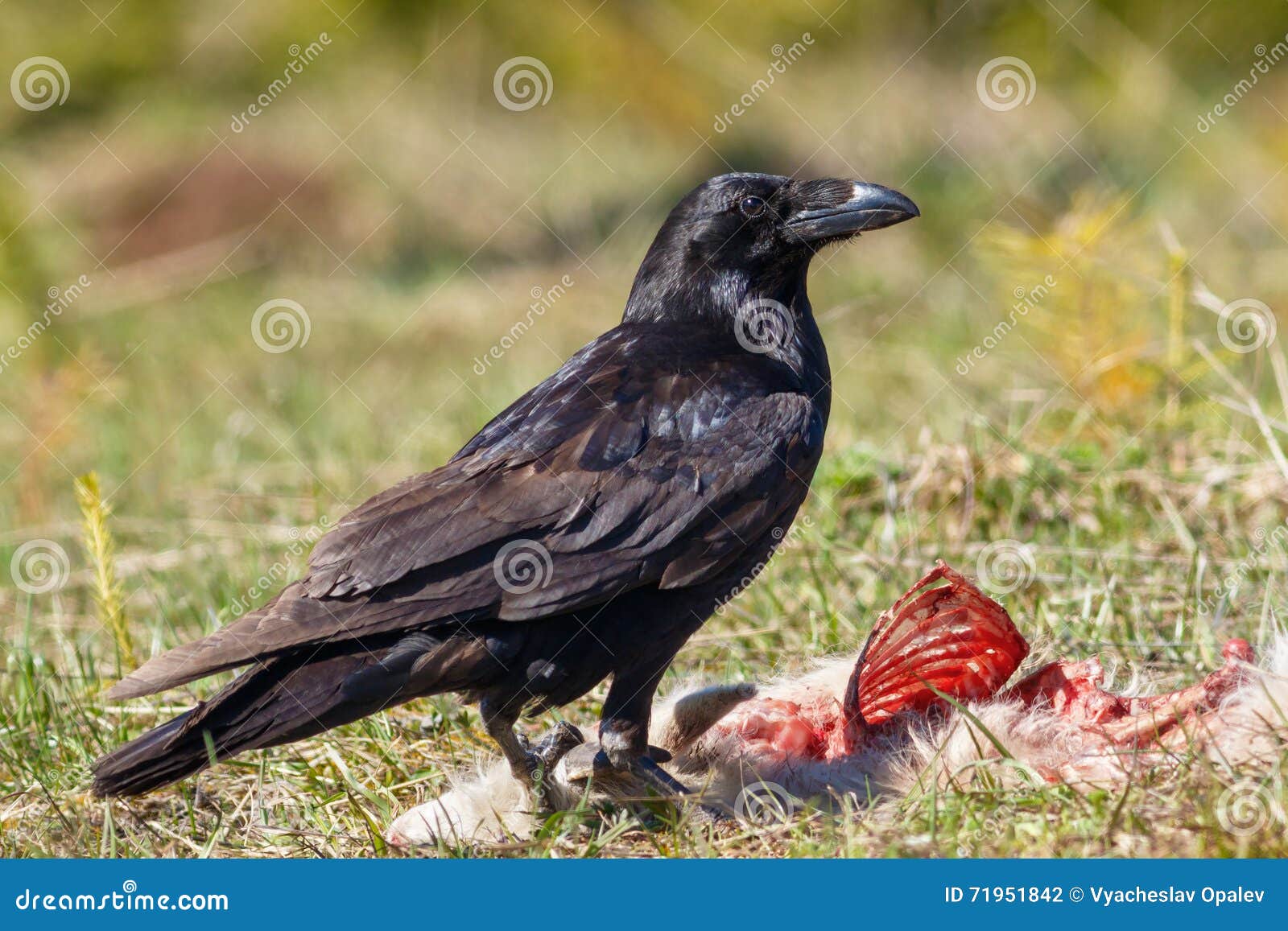 Raven eating his prey stock photo. Image of eating, predator - 71951842