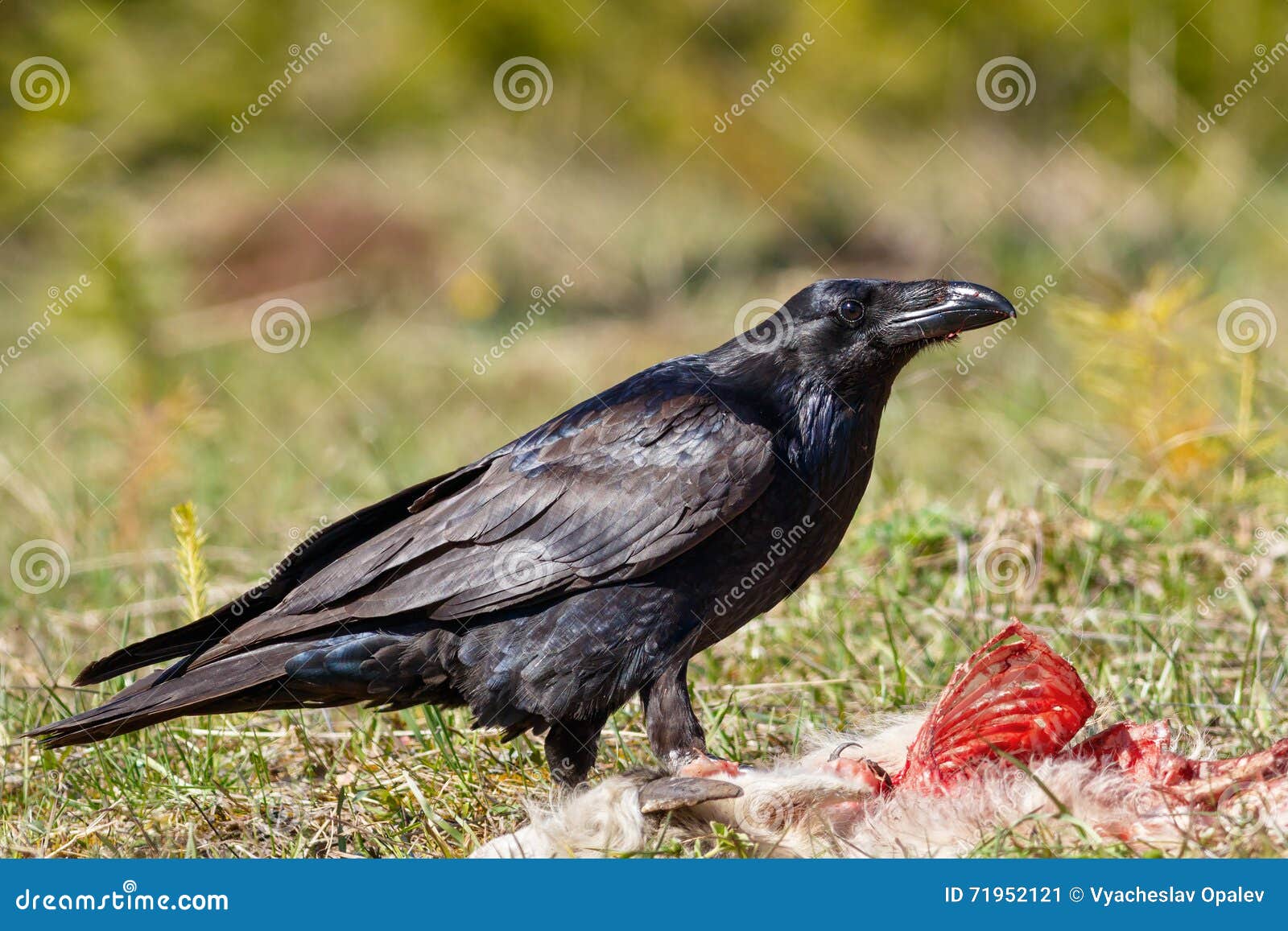 Raven Eating A Corpse Of A Roadkill Bird, Standing On A Busy Public ...