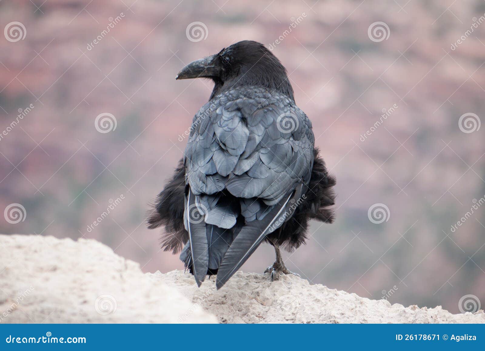 Raven at the Edge of a Cliff Stock Image - Image of crow, wing: 26178671