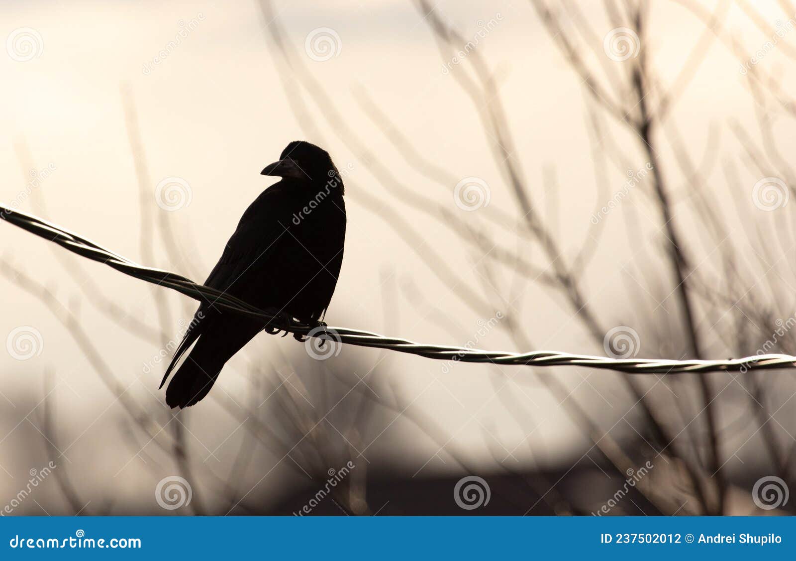 Raven on Electrical Wires at Dawn. Stock Photo - Image of electricity ...