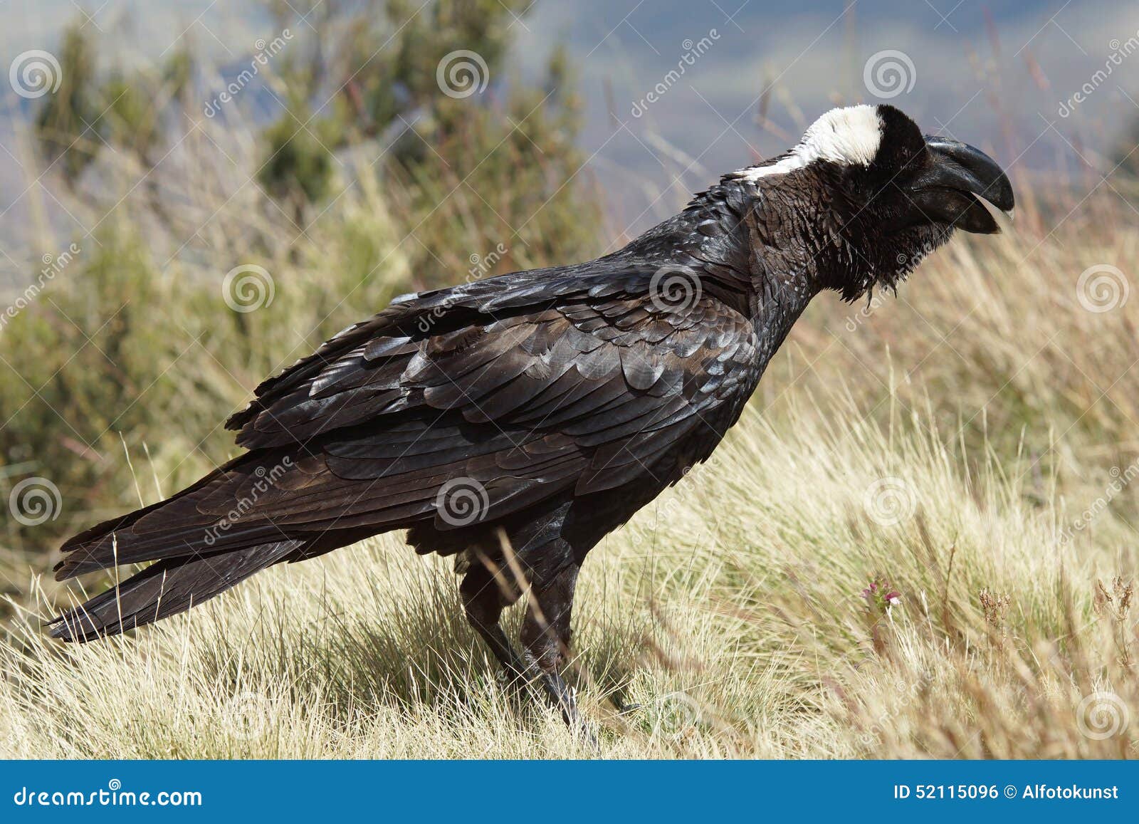 Raven, Ethiopia, Africa stock photo. Image of bird, mountains - 52115096