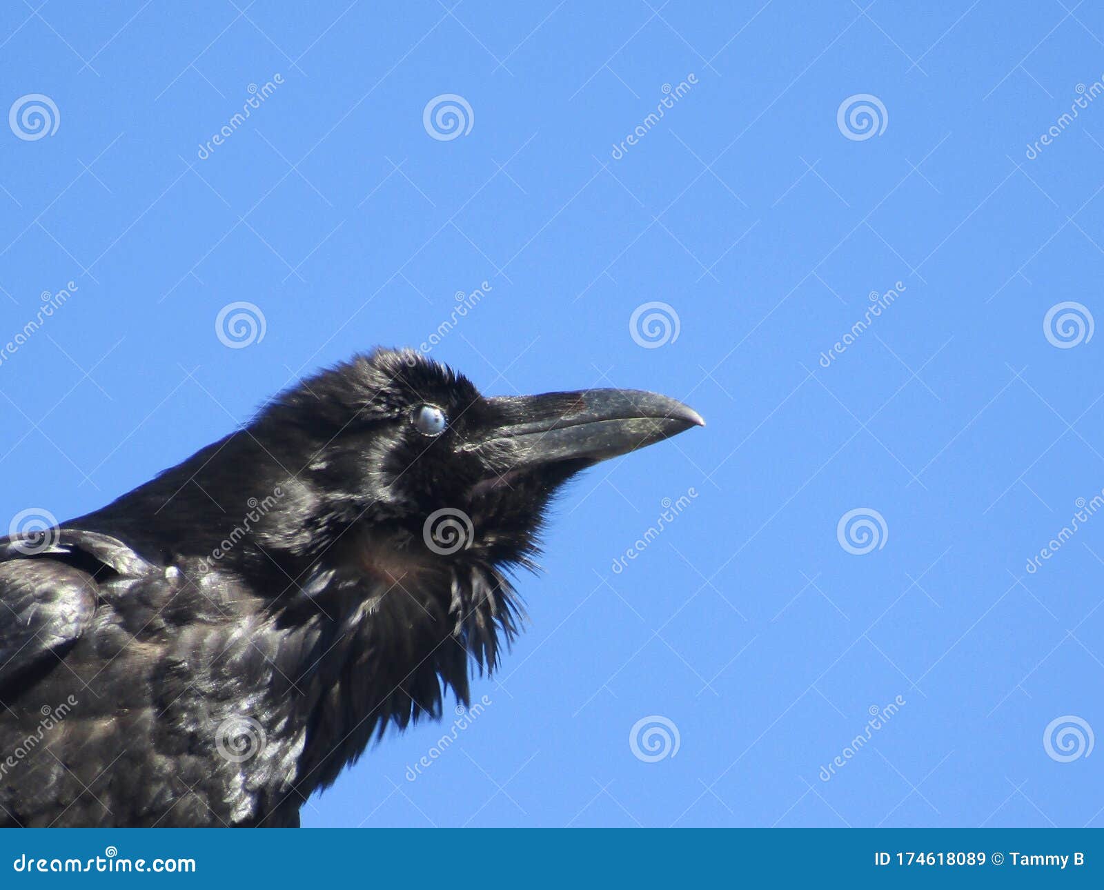 Raven expressions stock image. Image of expression, birds - 174618089
