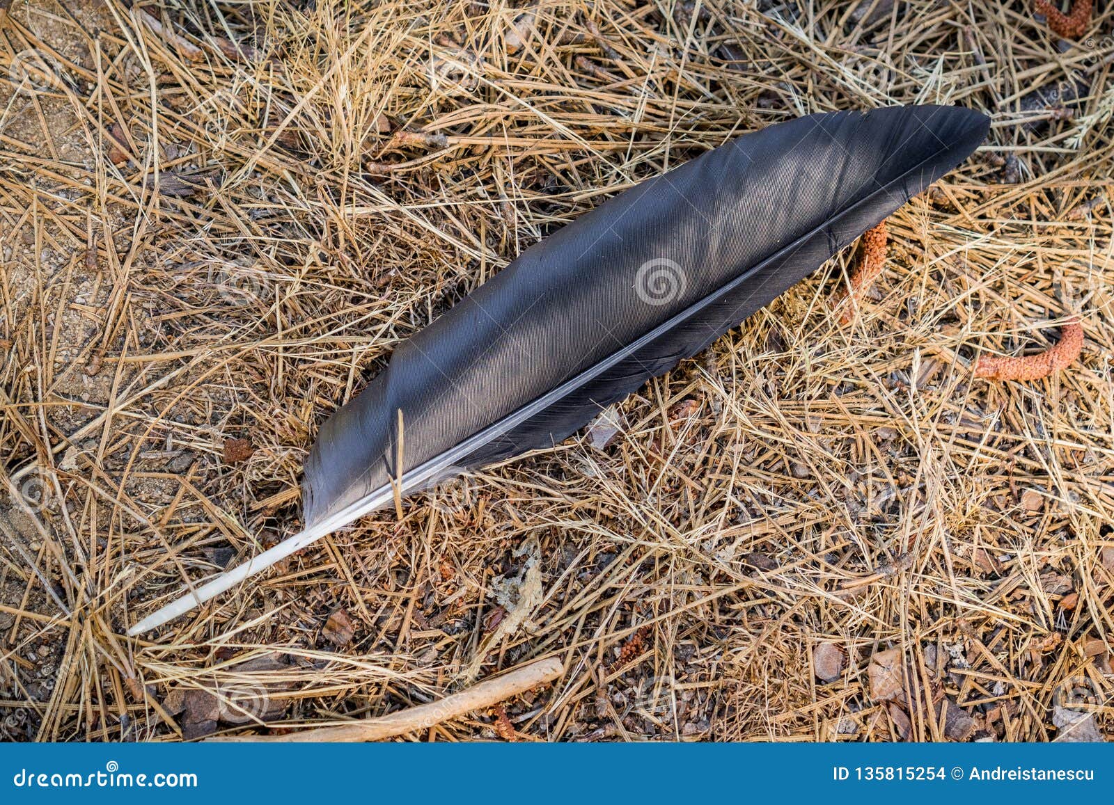 Raven Feather on the Ground Stock Photo - Image of quill, aerial: 135815254