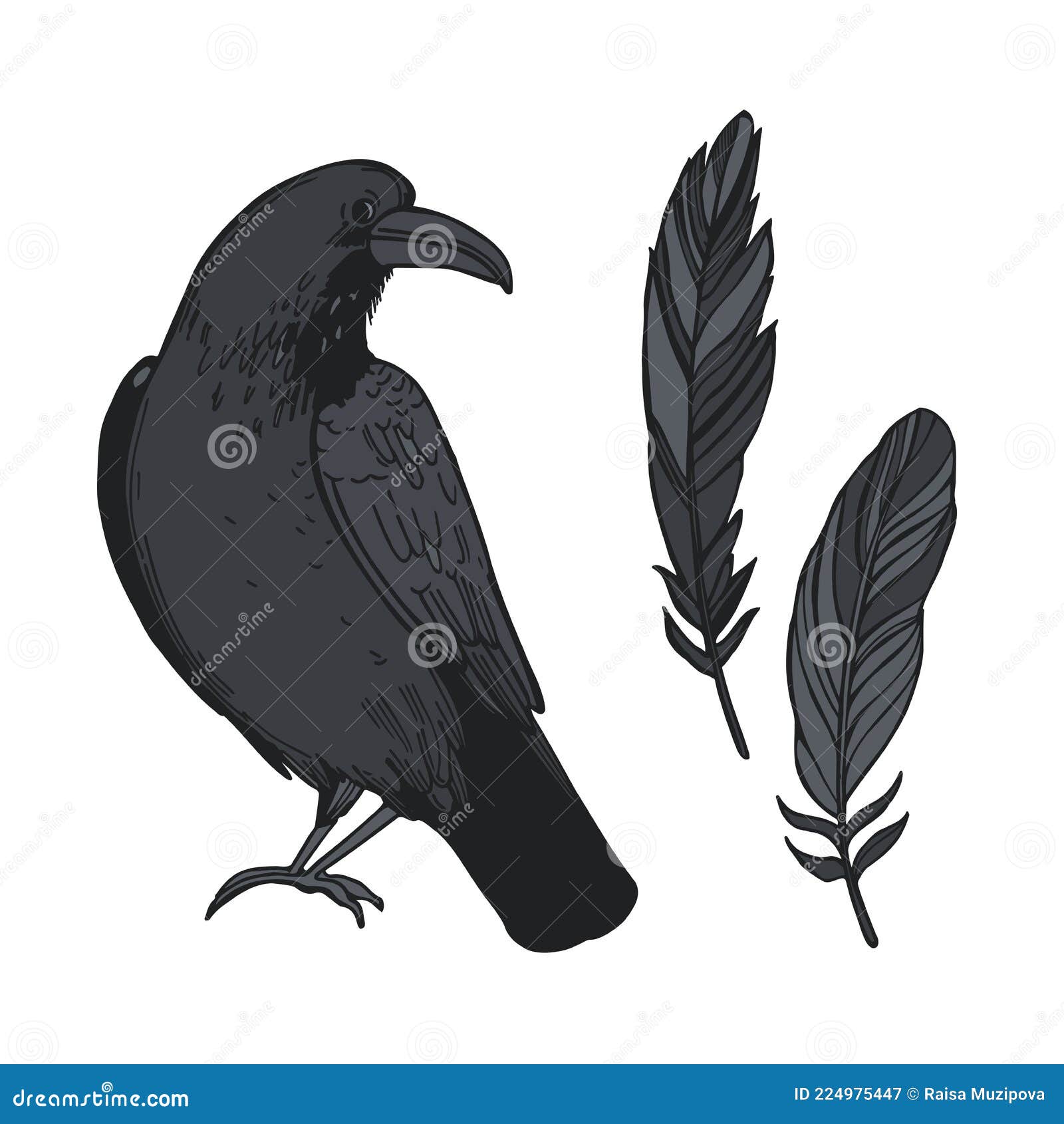 Raven and Feathers. Vector Illustration Stock Vector - Illustration of ...