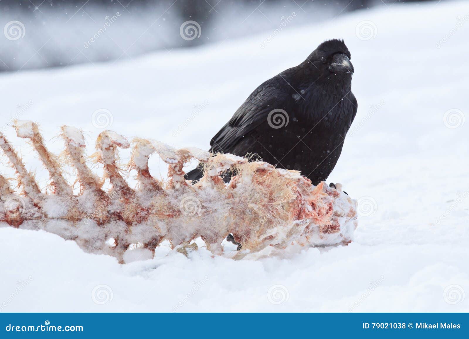 Raven feeding on carcass stock photo. Image of single - 79021038
