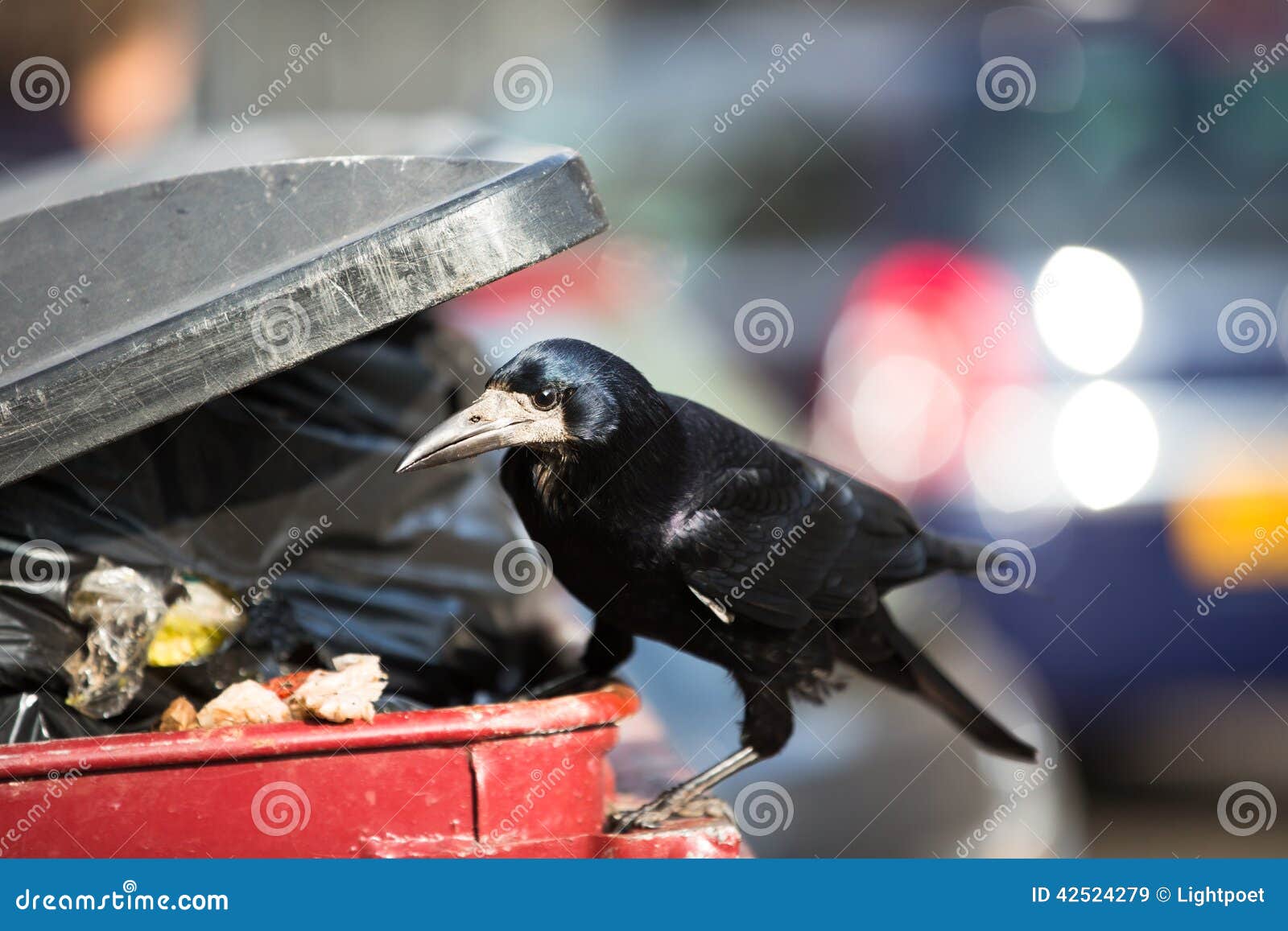 Raven feeding on rubbish stock image. Image of garbage - 42524279