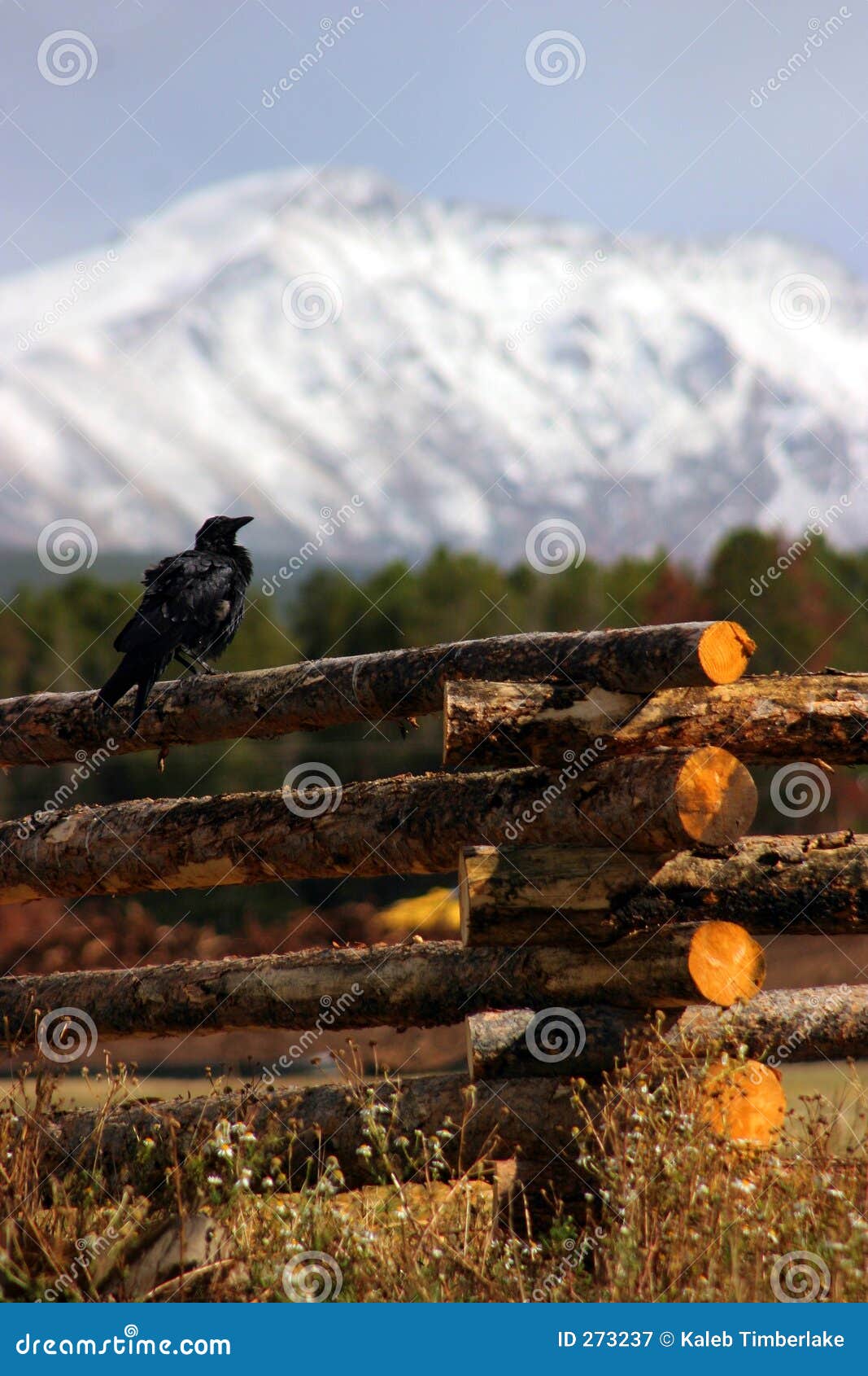 Raven on Fence with Mountains in Background Stock Image - Image of bird ...