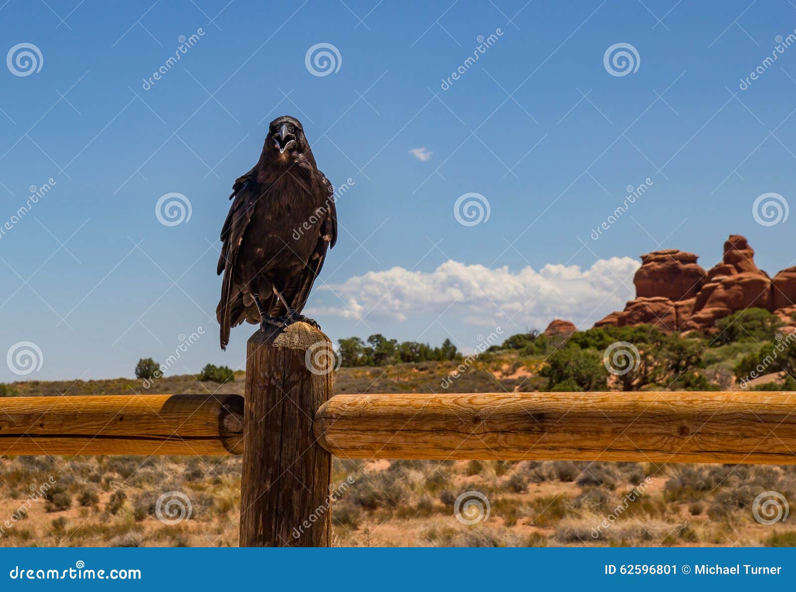 Raven on a Fence stock image. Image of glimpse, footpath - 62596801