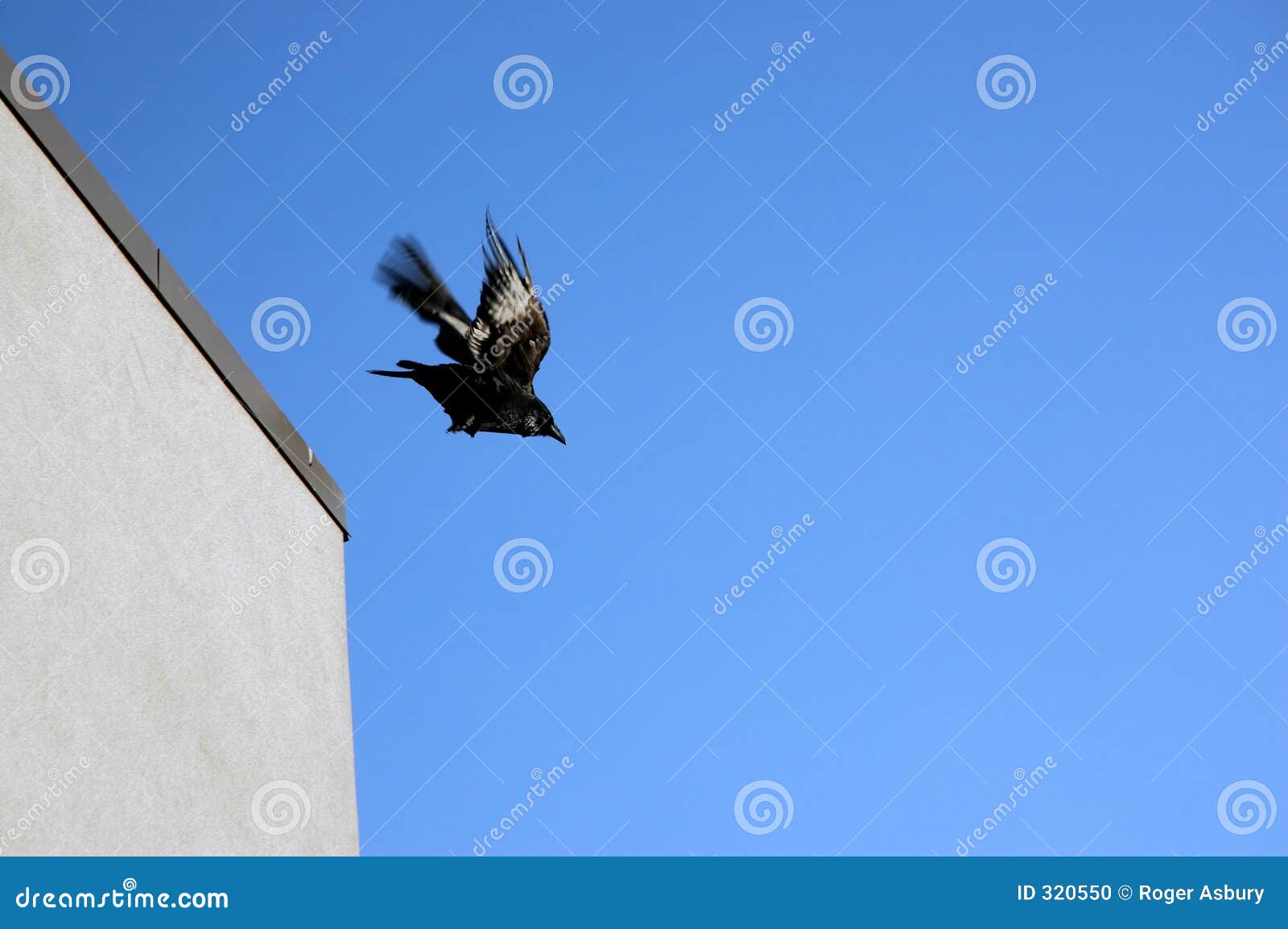 Raven in flight stock photo. Image of freedom, black, raven - 320550