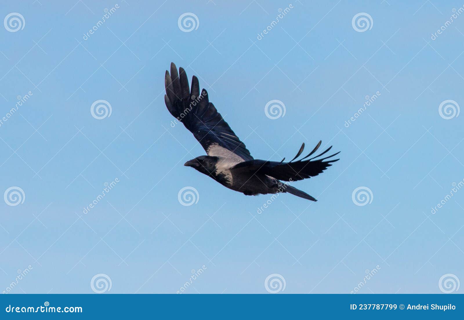 Raven in Flight Against the Blue Sky. Stock Image - Image of wildlife ...