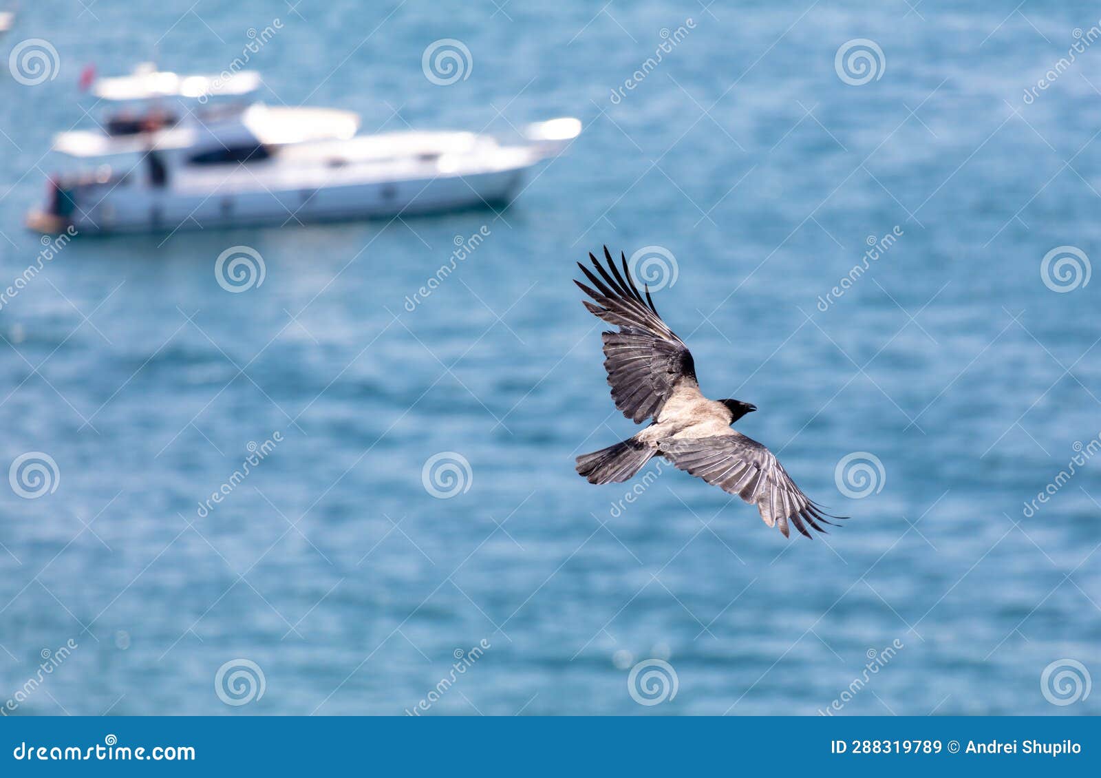 Raven in Flight on the Background of the Blue Sea Stock Image - Image ...