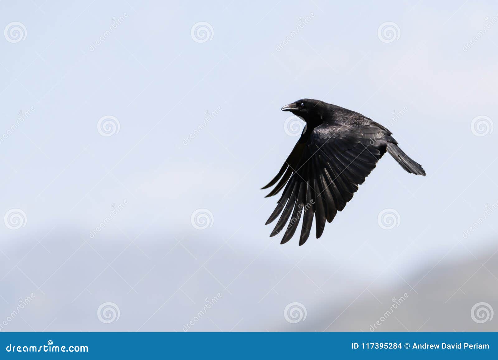 Raven in flight stock photo. Image of common, creature - 117395284