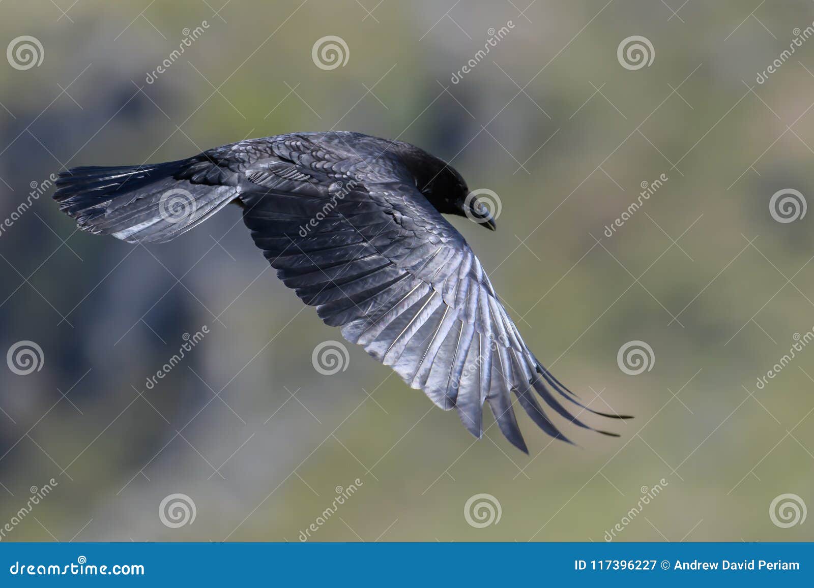 Raven in flight stock image. Image of halloween, feather - 117396227