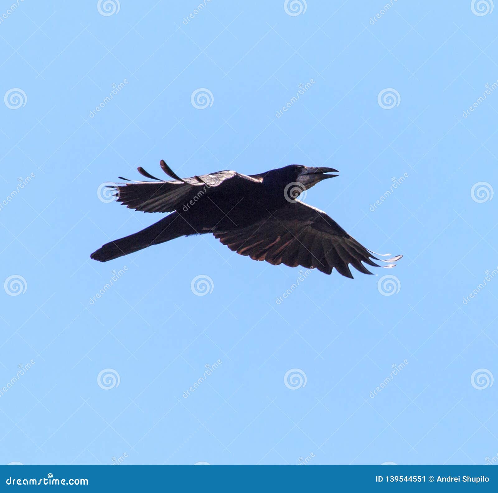 Raven in Flight in the Blue Sky Stock Image - Image of northern ...