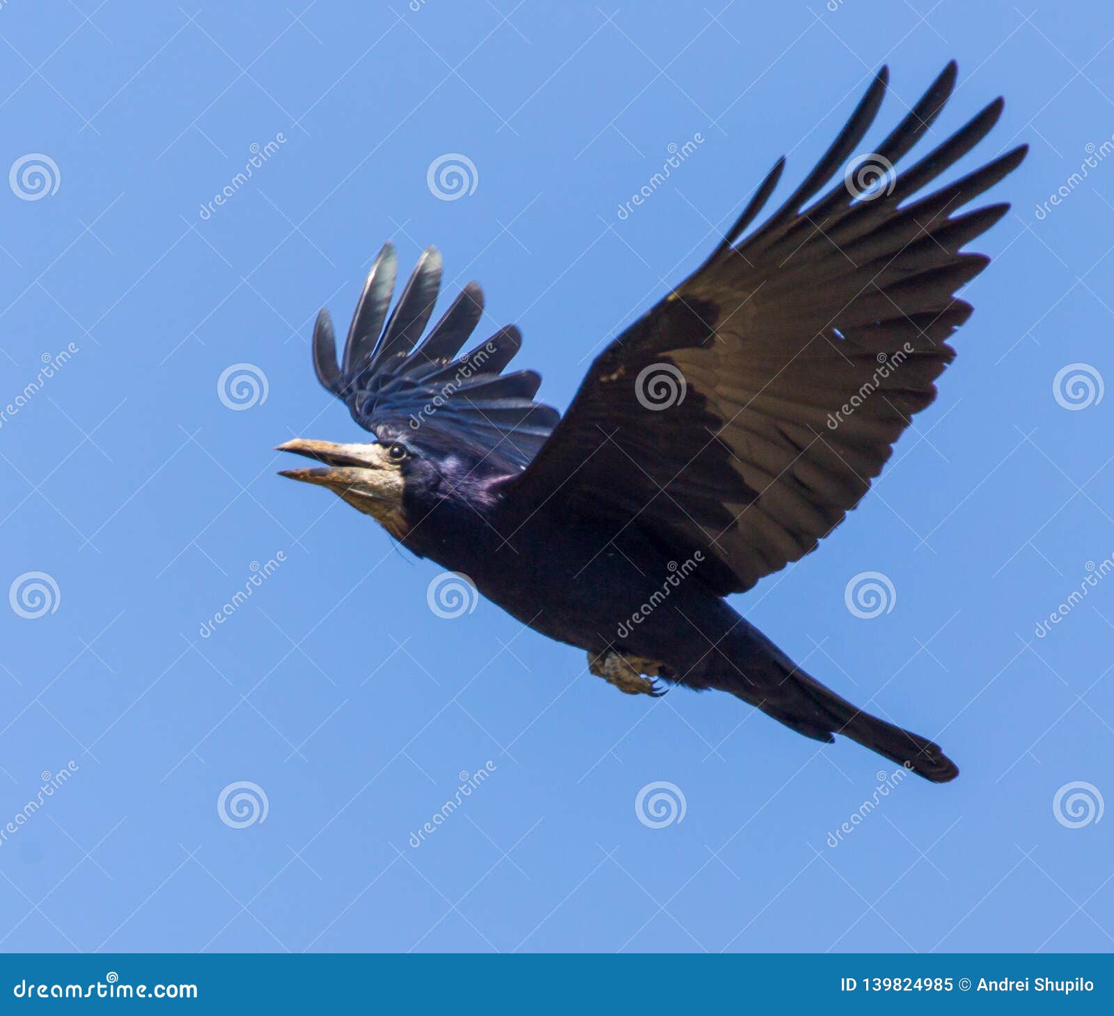 Raven in Flight in the Blue Sky Stock Image - Image of corax, omen ...