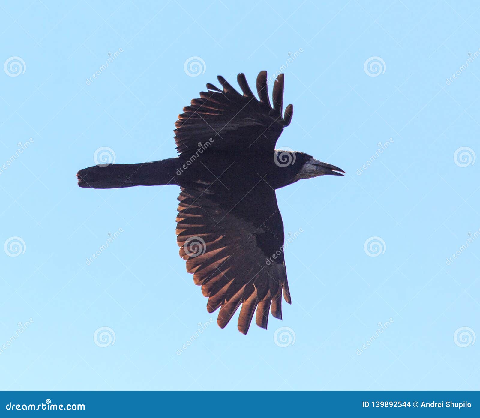 Raven in Flight in the Blue Sky Stock Photo - Image of flight, corvus ...