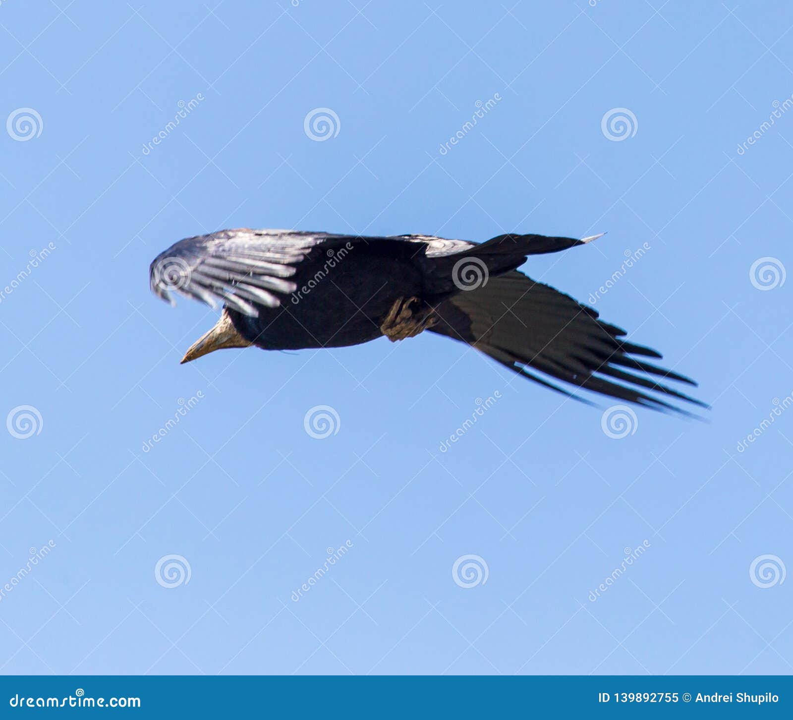 Raven in Flight in the Blue Sky Stock Image - Image of wildlife ...
