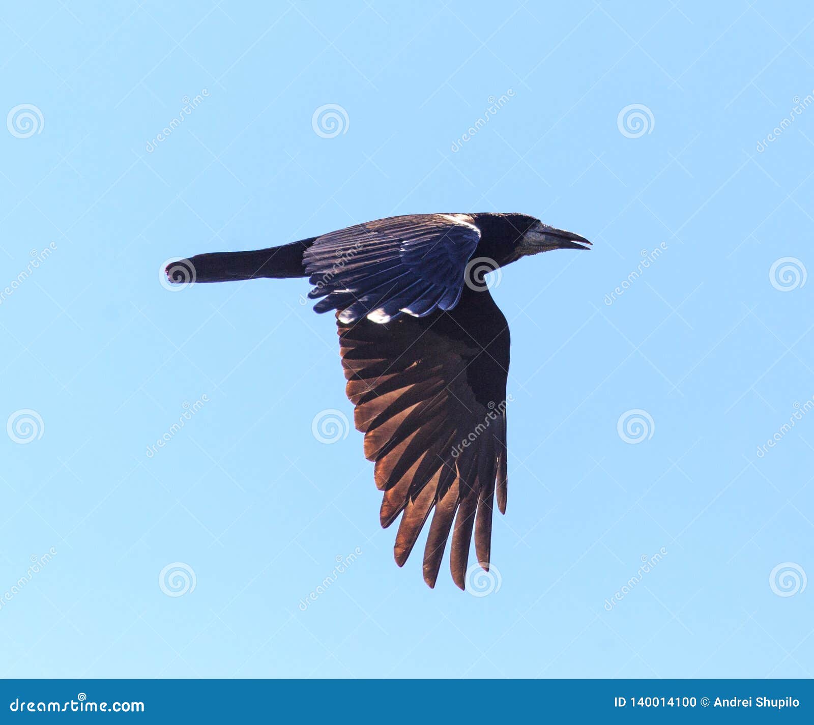 Raven in Flight in the Blue Sky Stock Photo - Image of black, northern ...