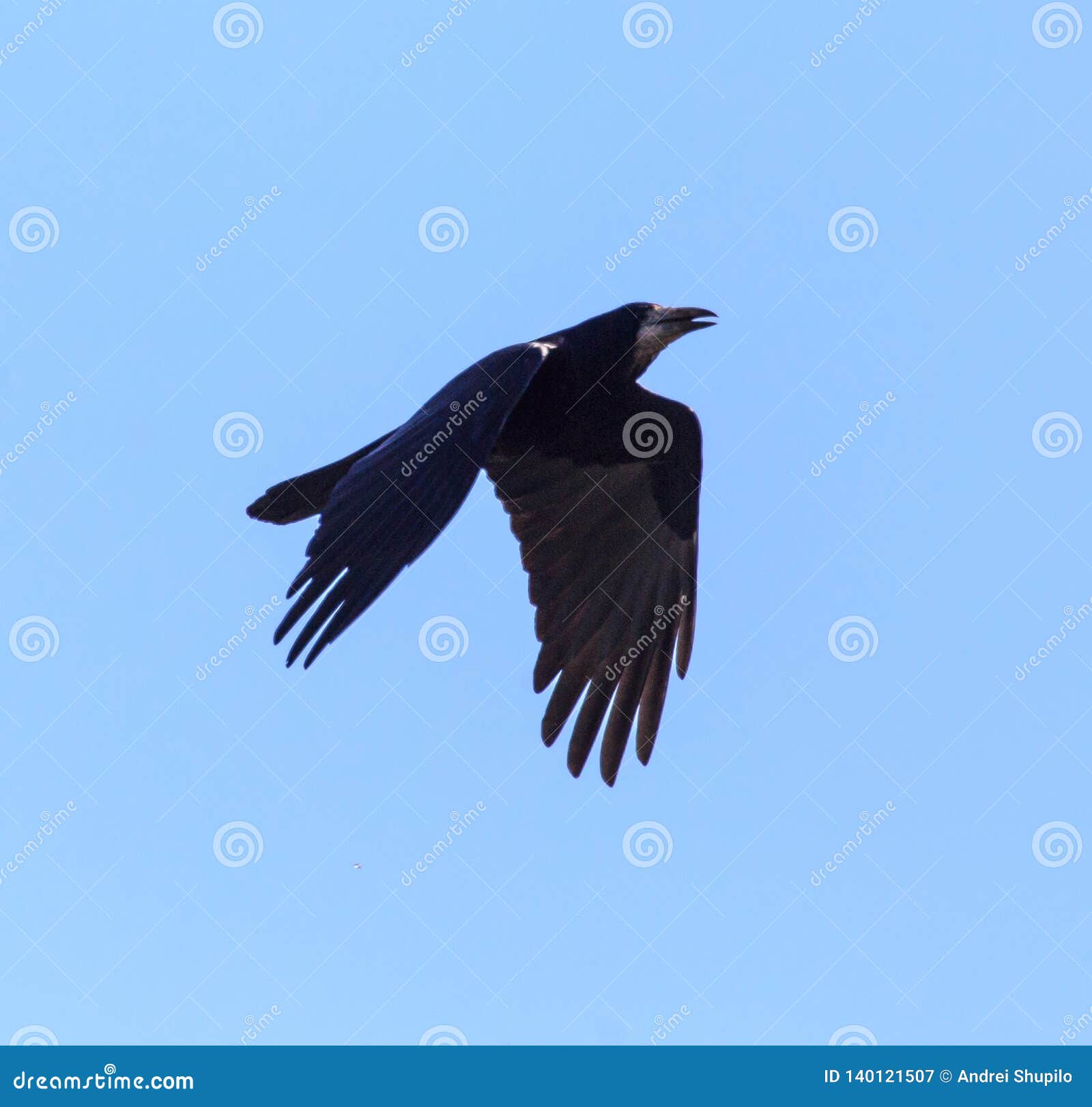 Raven In Flight Yellowknife Stock Photo | CartoonDealer.com #199899348