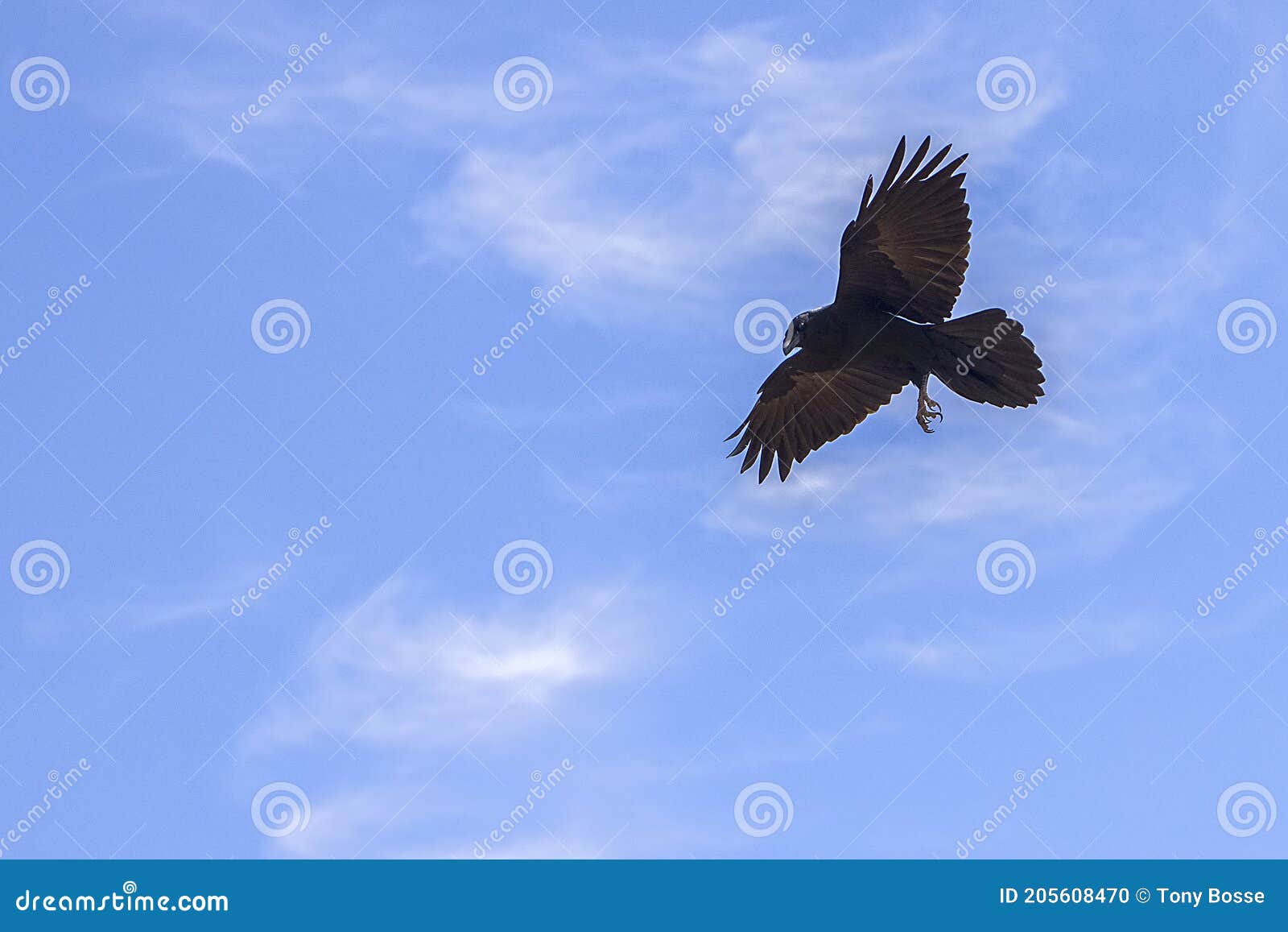 Raven in Flight, Looking Down Stock Photo - Image of outdoors, nature ...
