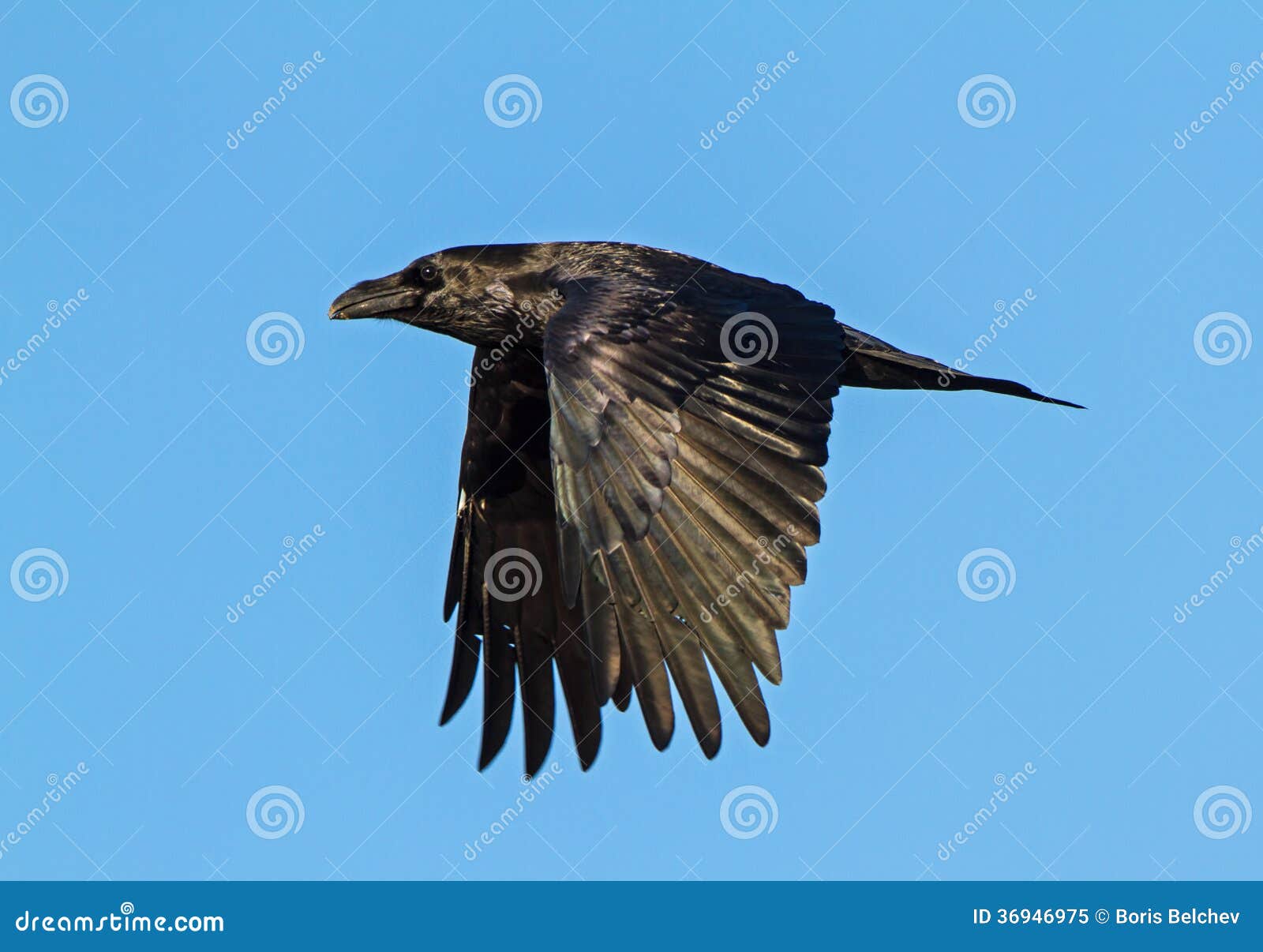Raven in Flight stock image. Image of sunshine, corvid - 36946975