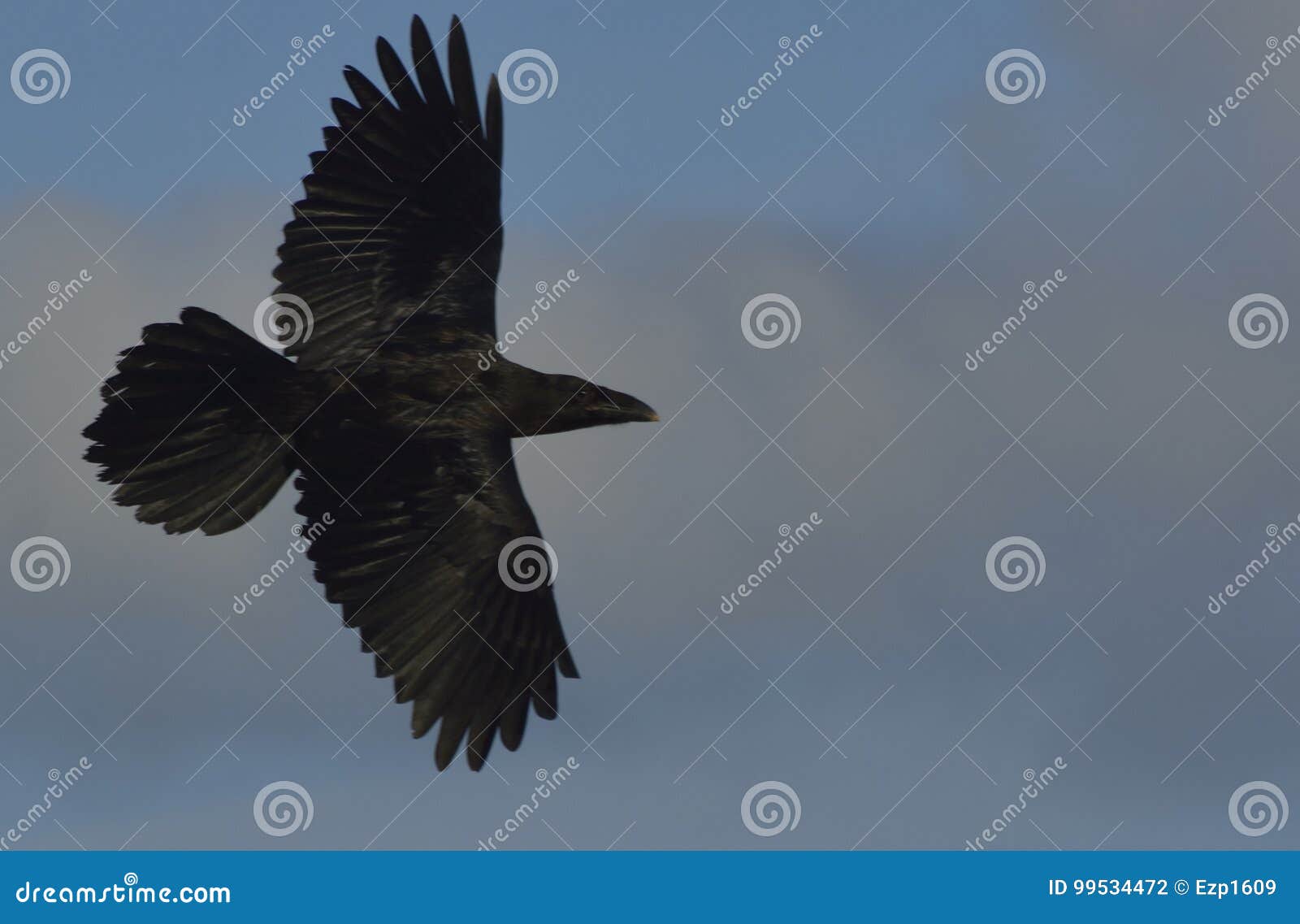 Raven in flight stock photo. Image of watch, eagle, buzzard - 99534472