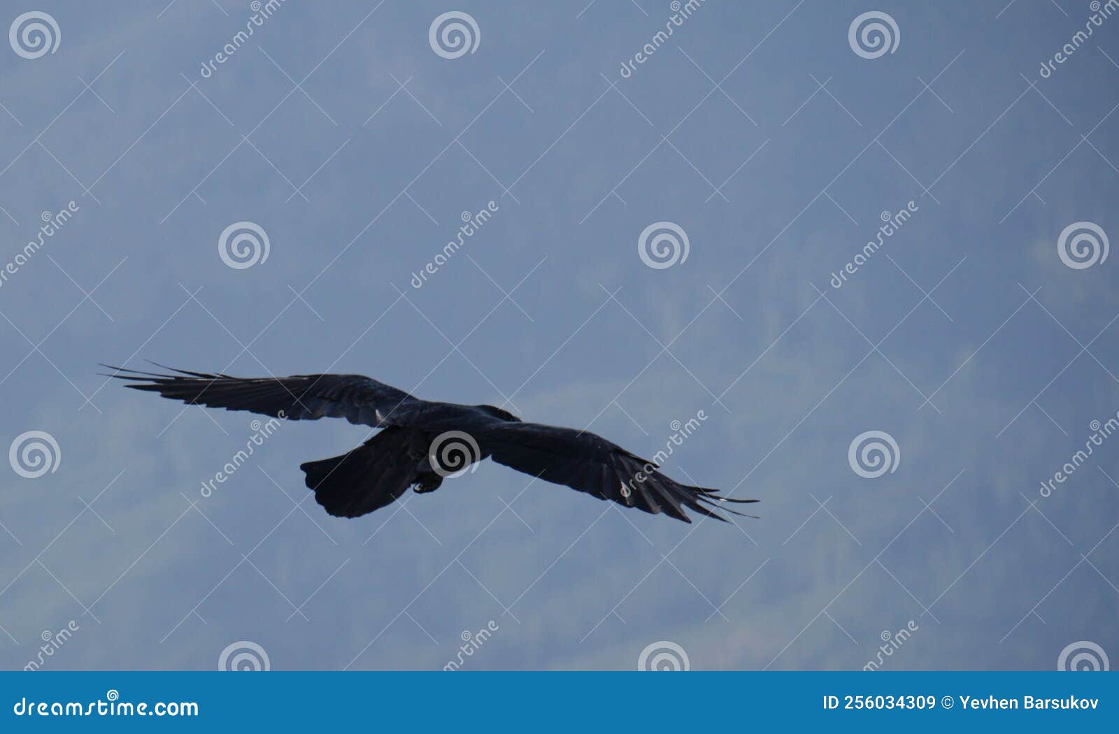 The raven in a flight stock image. Image of travel, raven - 256034309