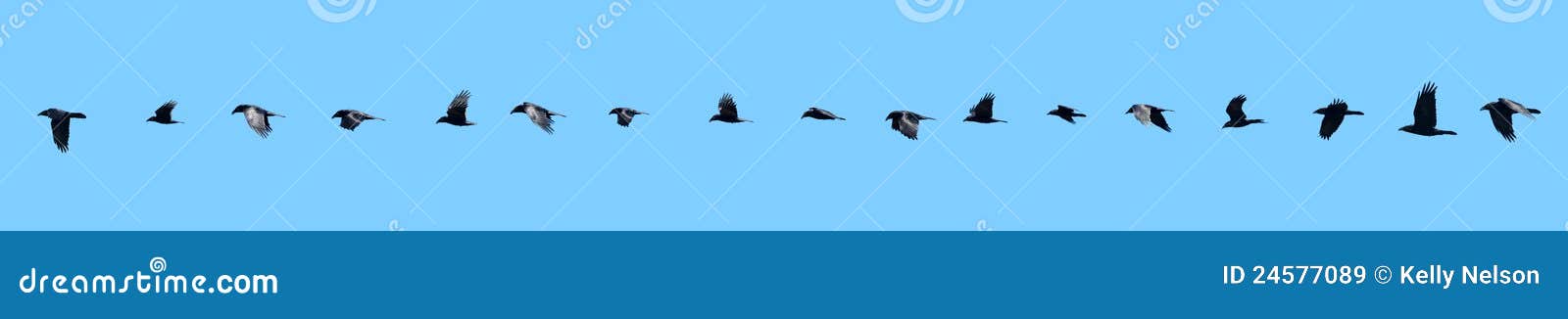 Raven in flight sequence. stock image. Image of raven - 24577089