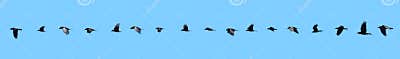 Raven in flight sequence. stock image. Image of raven - 24577089