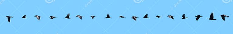 Raven in flight sequence. stock image. Image of raven - 24577089