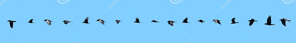 Raven in flight sequence. stock image. Image of raven - 24577089