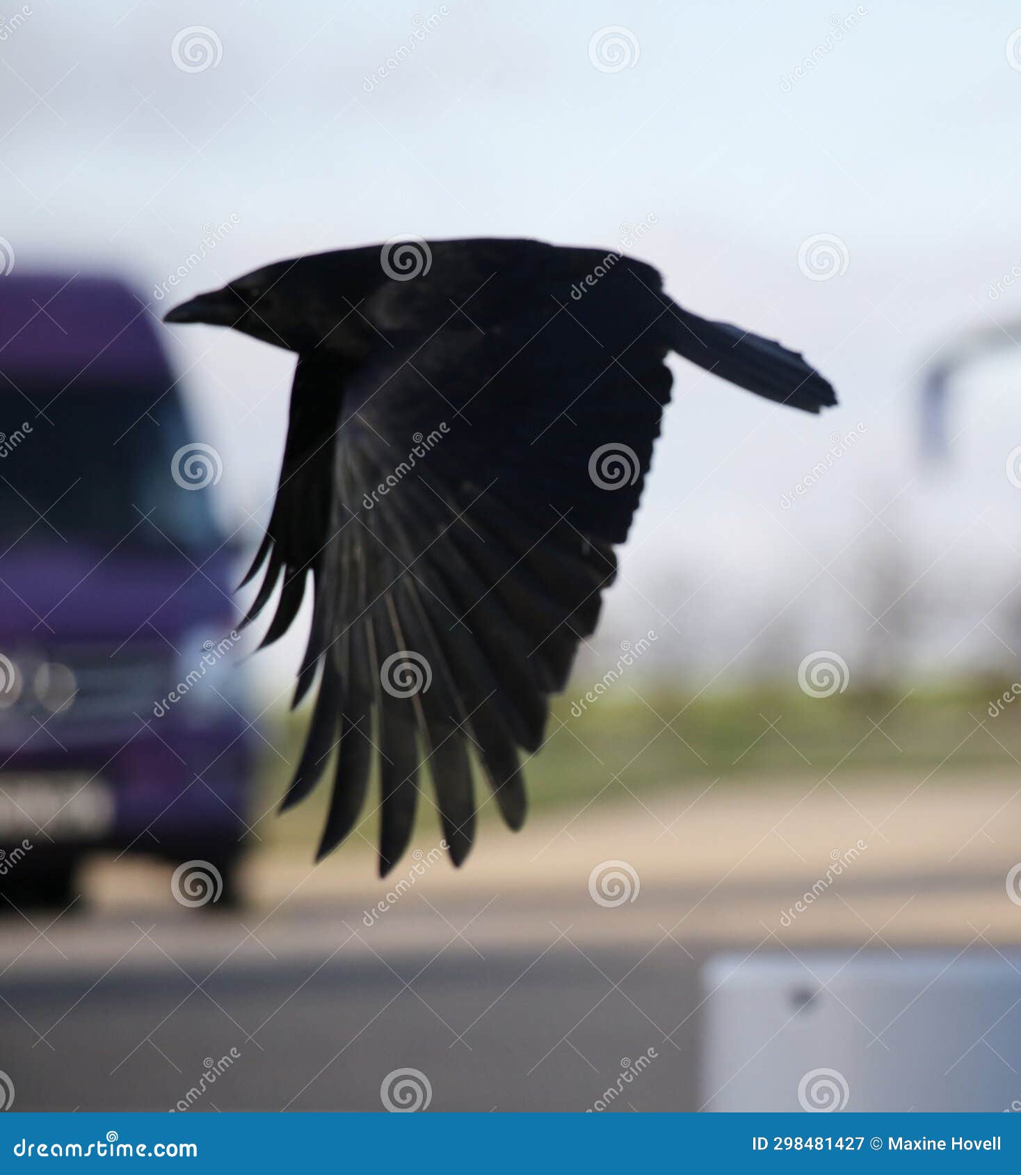 Raven in flight silhouette stock image. Image of animal - 298481427