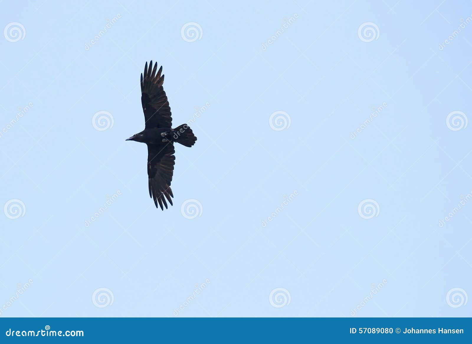 Raven Flight Silhouette stock photo. Image of blue, century - 57089080