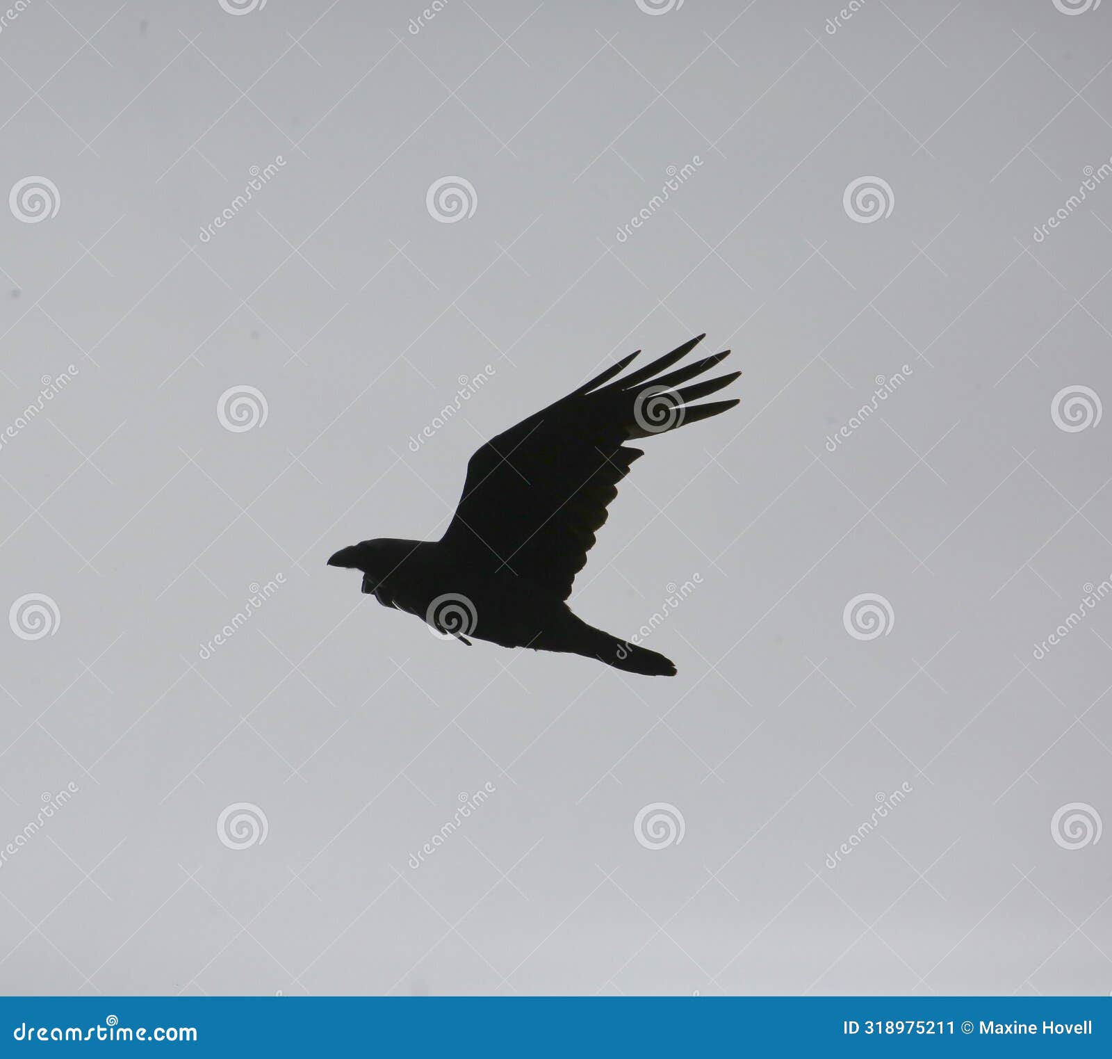 Raven in flight silhouette stock image. Image of avian - 318975211