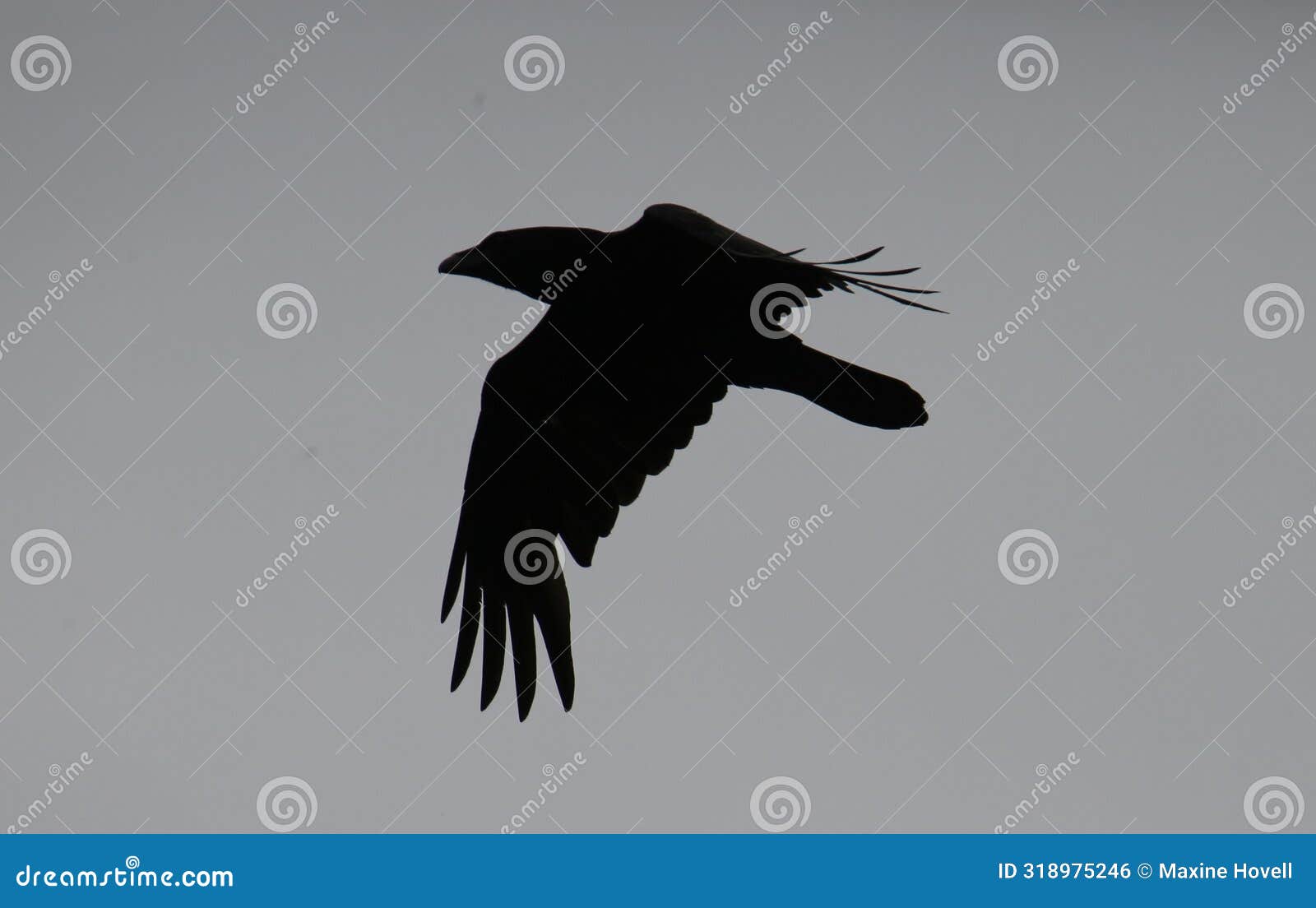 Raven in flight silhouette stock photo. Image of birds - 318975246