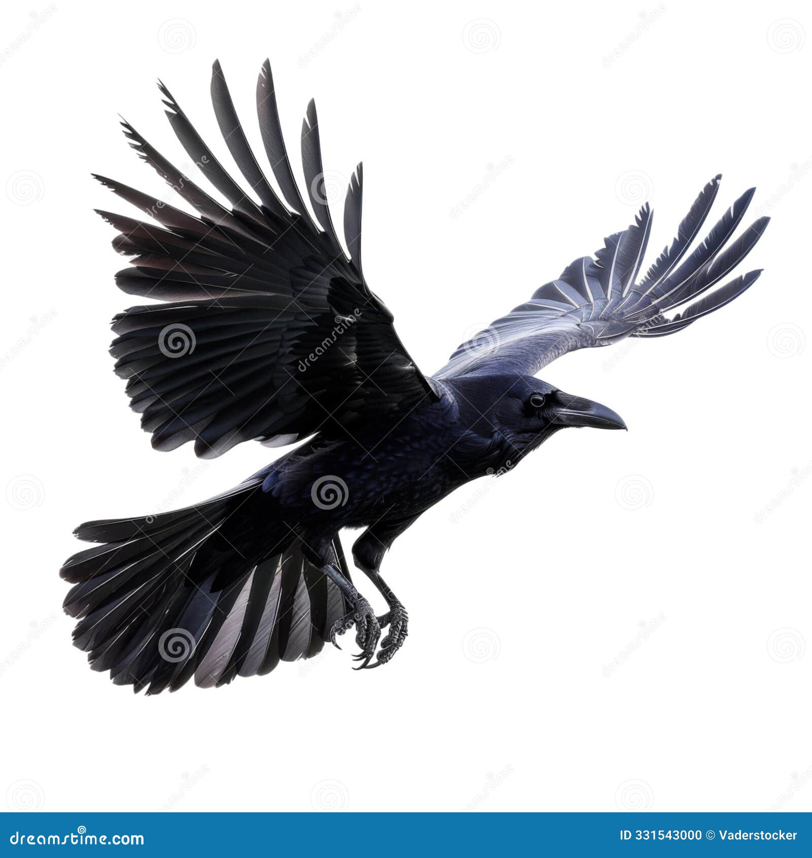 A Raven in Flight with Wings Spread Wide Stock Illustration ...