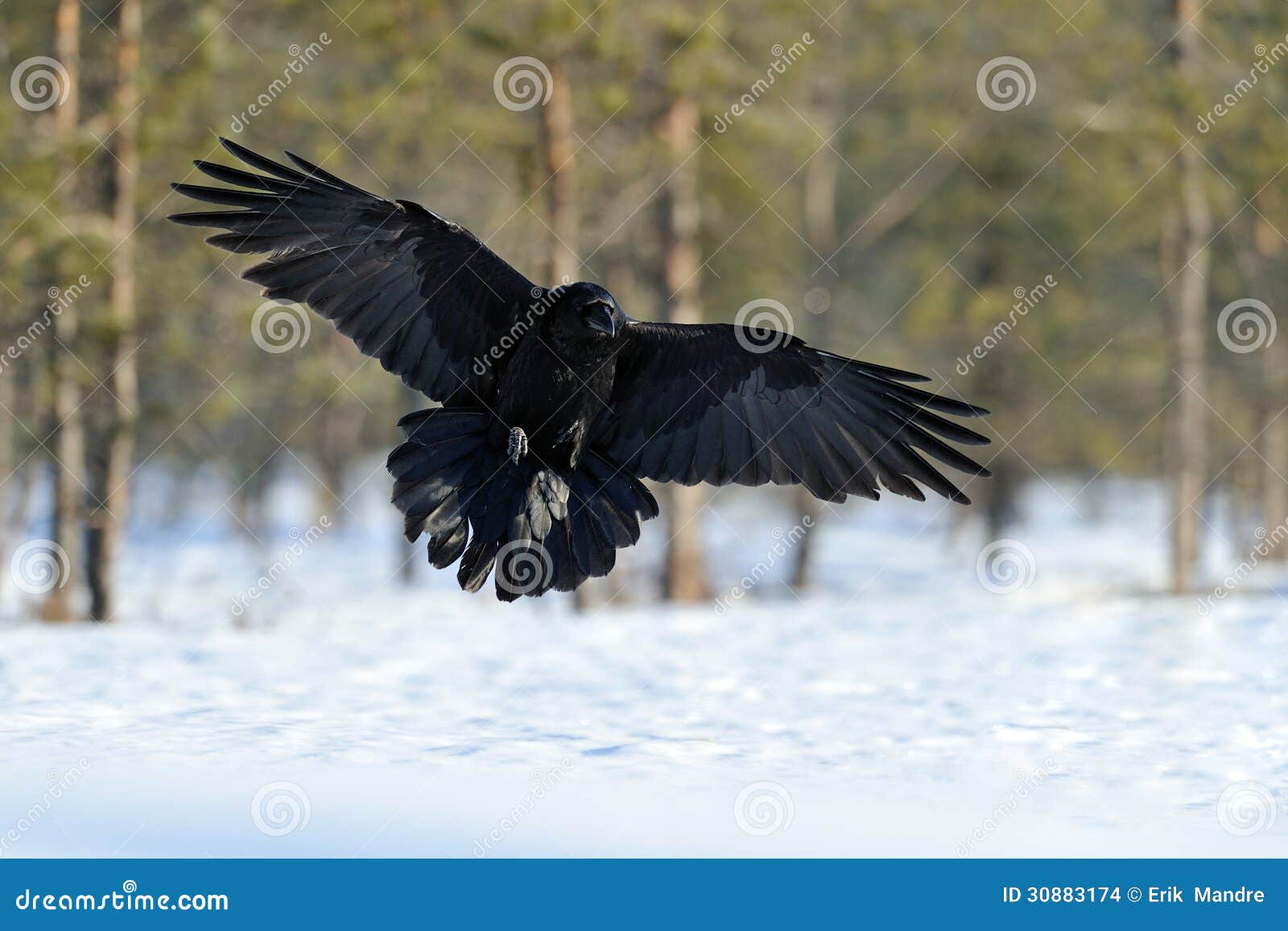 Raven in flight stock photo. Image of wildlife, blackbird - 30883174