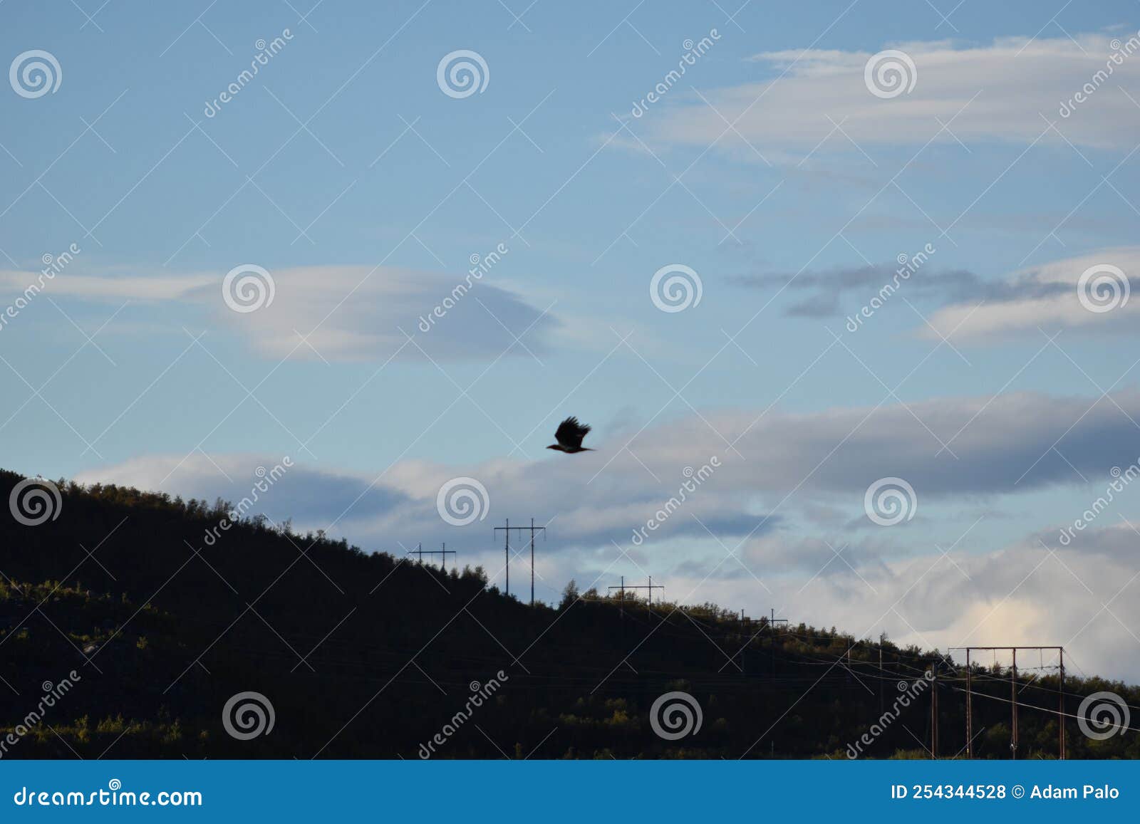 Raven Flying Above a Mountain in Swedish Lapland Stock Photo - Image of ...