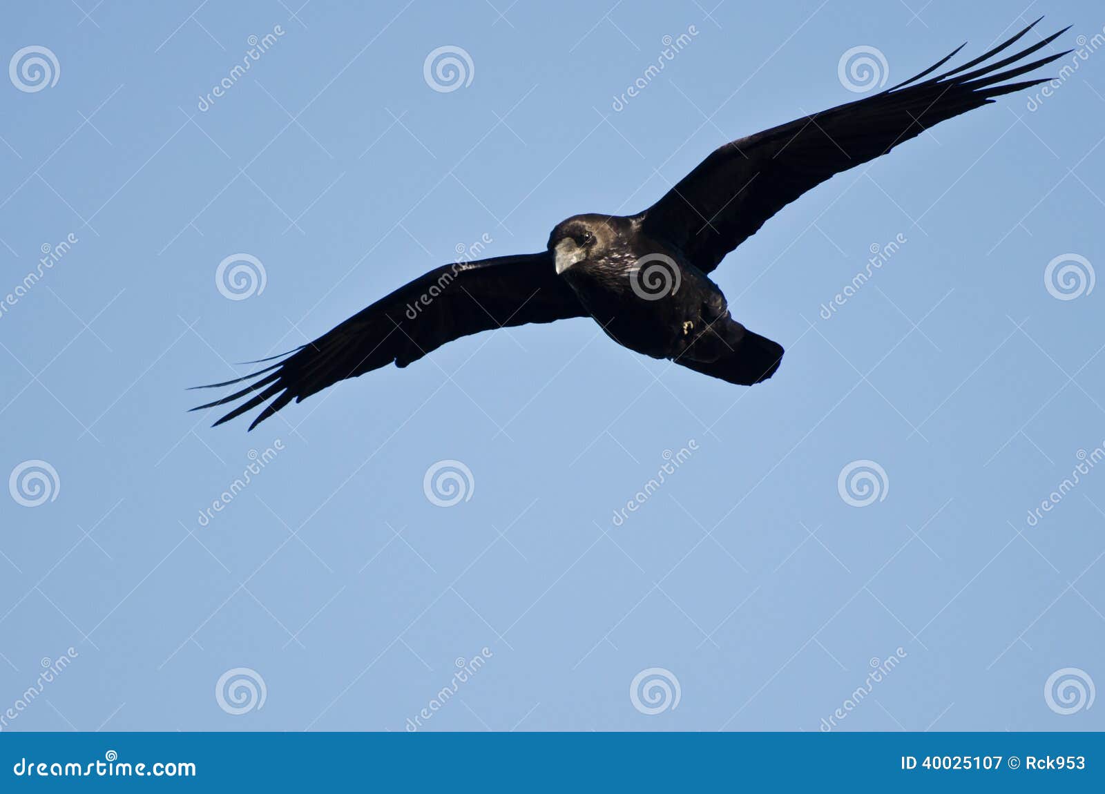 Raven Flying Común En Un Cielo Azul Imagen de archivo - Imagen de vuelo ...