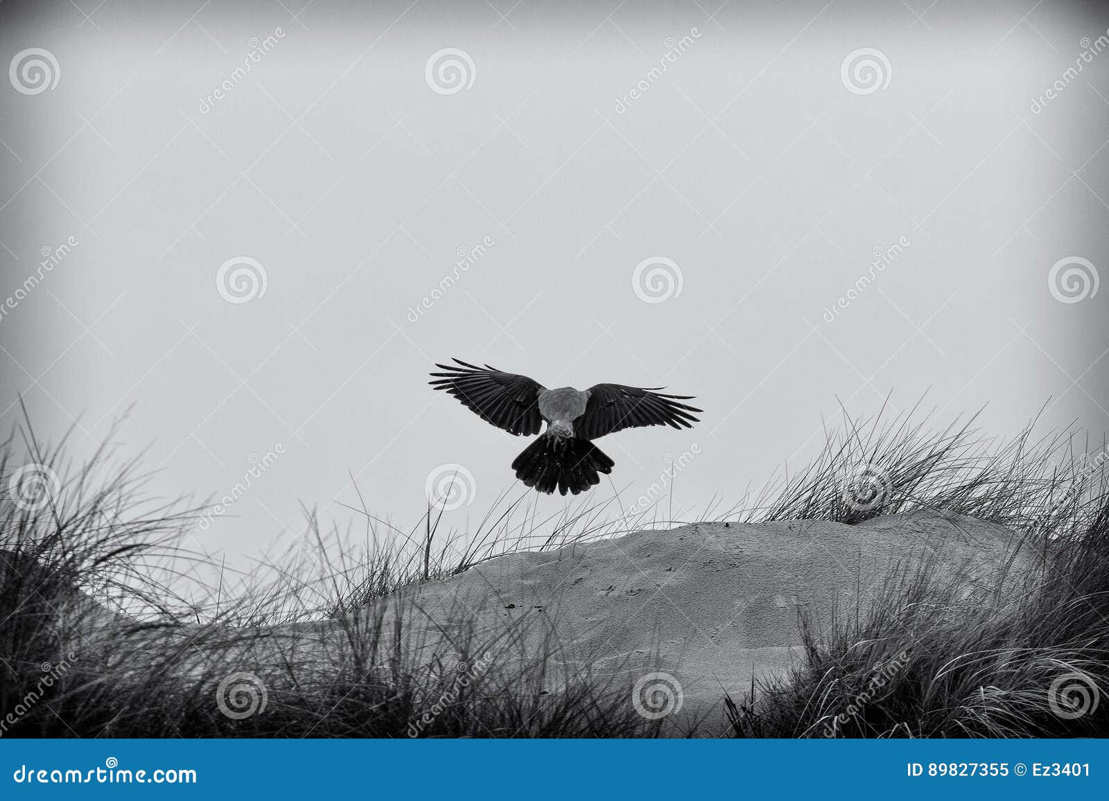 Raven flying. stock image. Image of raven, bird, flying - 89827355
