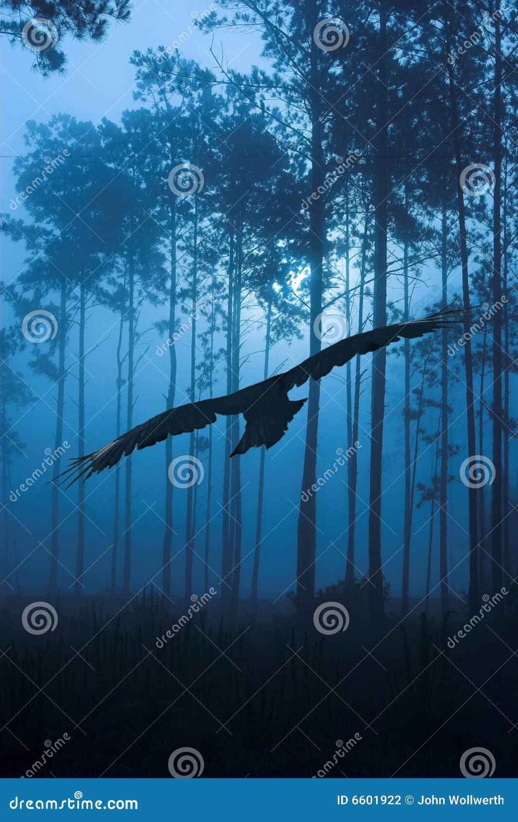 Raven Flying through Night Forest Stock Photo - Image of moon, fear ...
