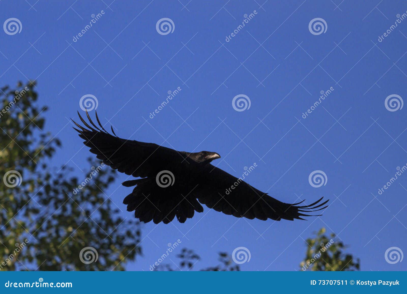 Raven Flying with Open Wings Stock Image - Image of beak, bright: 73707511