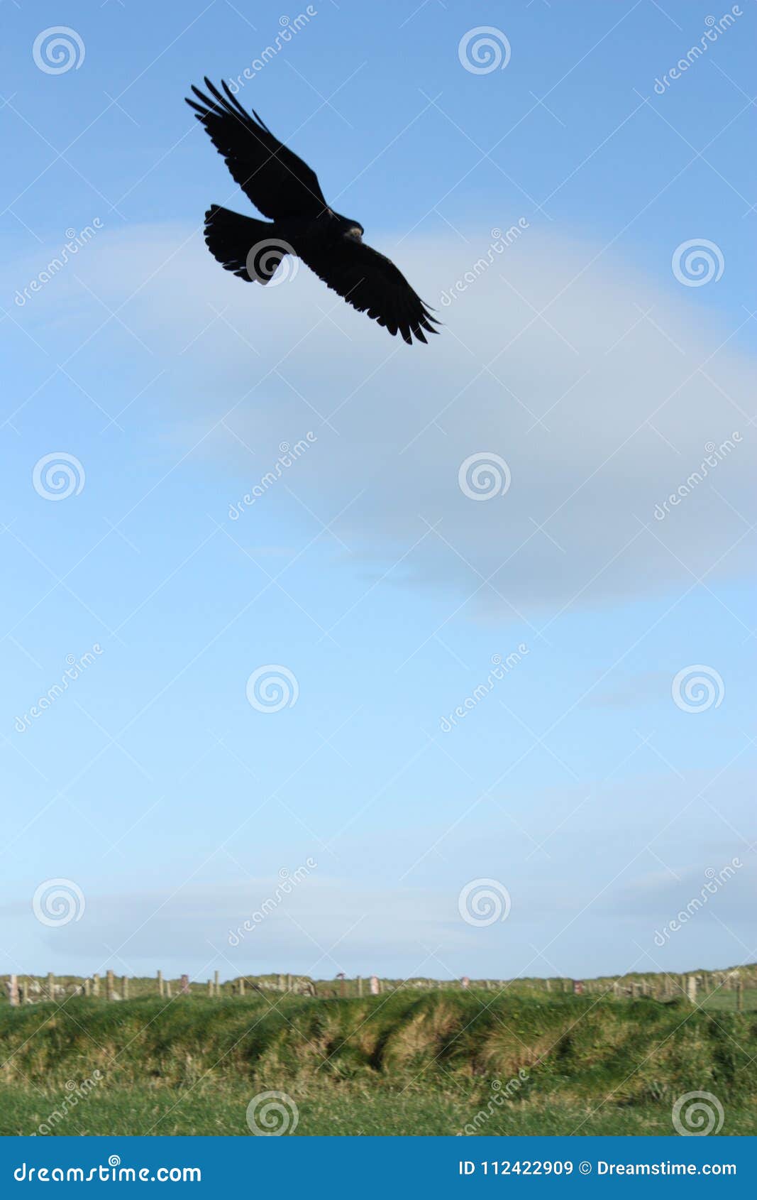 Raven Flying in Sky in Ireland Stock Image - Image of ireland, hawk ...