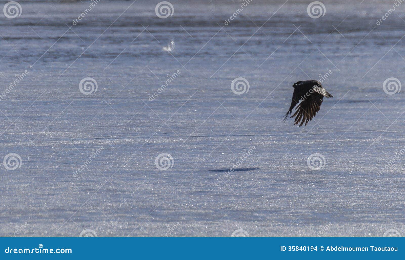 Raven stock photo. Image of feathers, beautiful, black - 35840194
